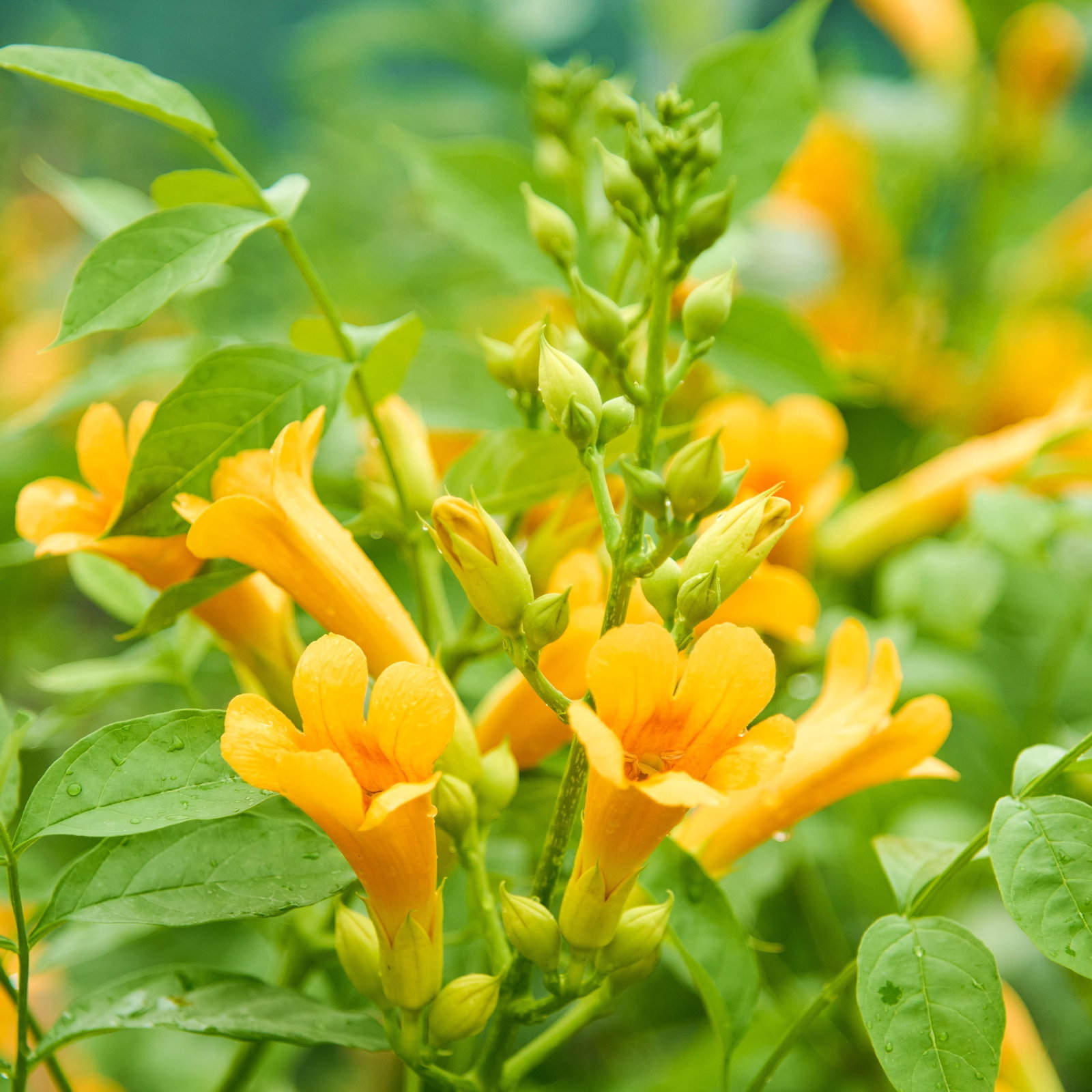 Trompetenblume Golden Trumpet - Campsis tagliabuana Golden Trumpet ...