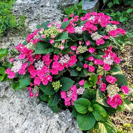 Gartenhortensie Cherry Explosion® - Hydrangea macrophylla Cherry ...