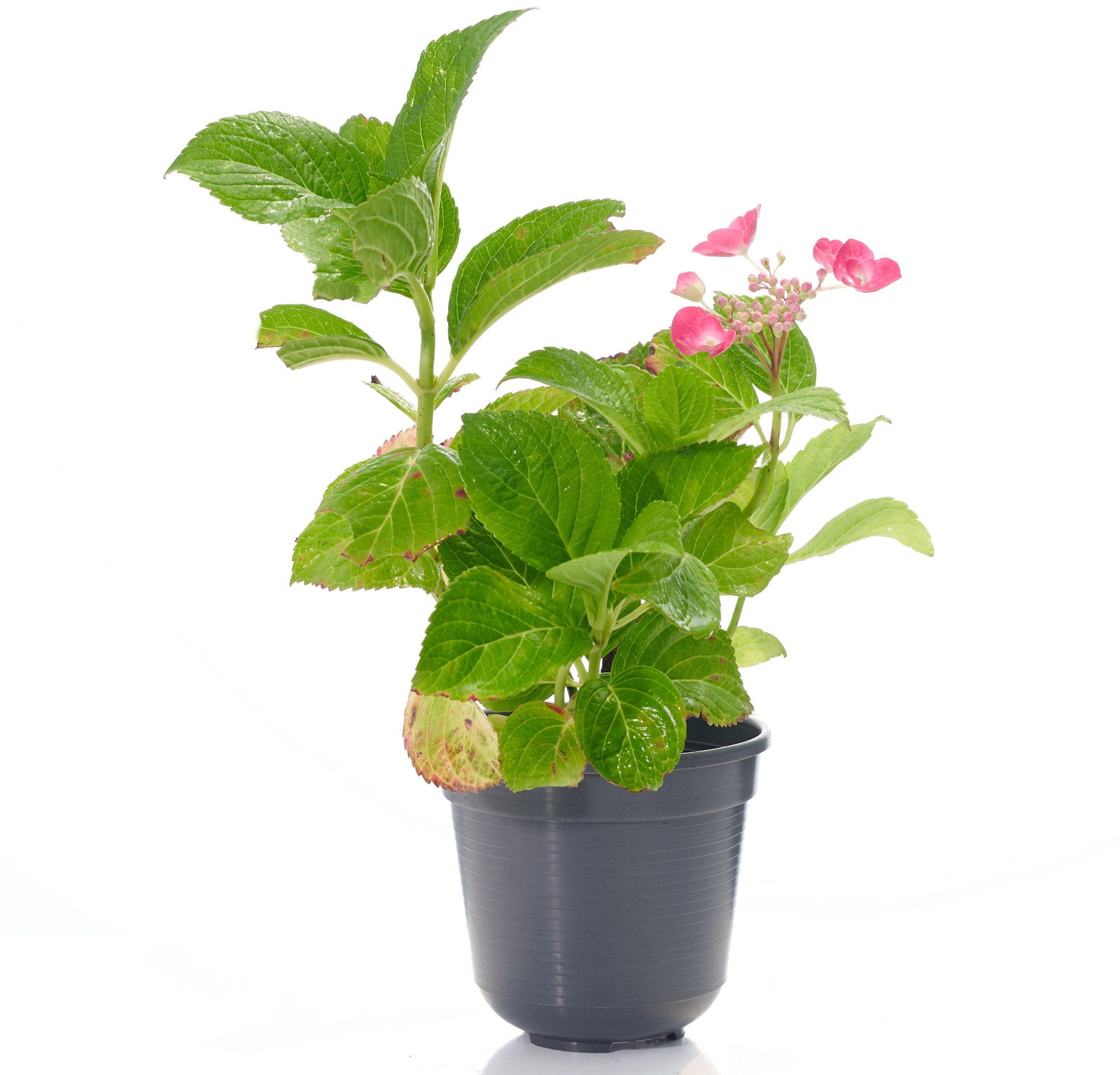 Gartenhortensie Cherry Explosion® - Hydrangea macrophylla Cherry ...