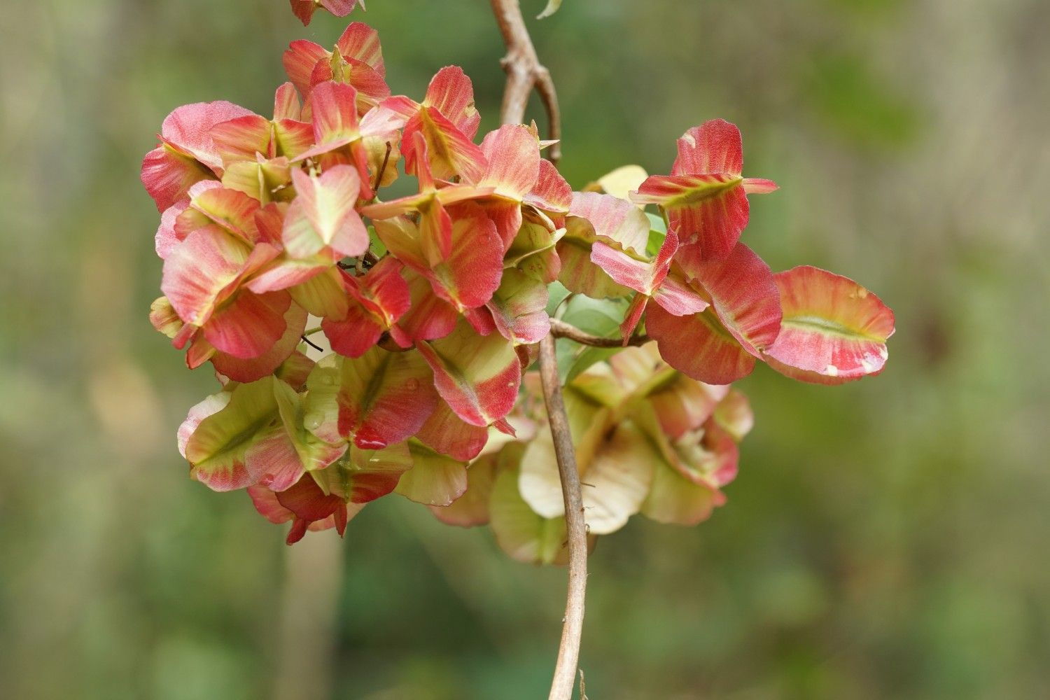 Dreiflügelfrucht - Tripterygium regelii günstig kaufen