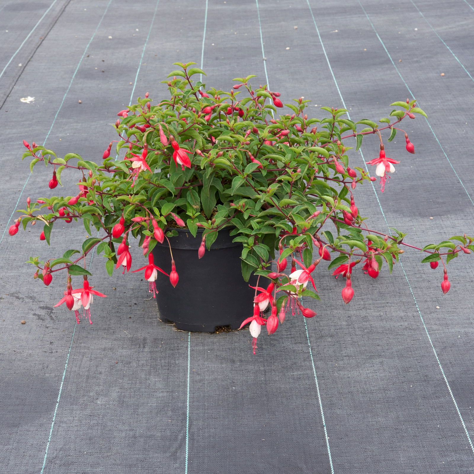 Fuchsie Snowcap - Fuchsia Hybride Snowcap günstig kaufen