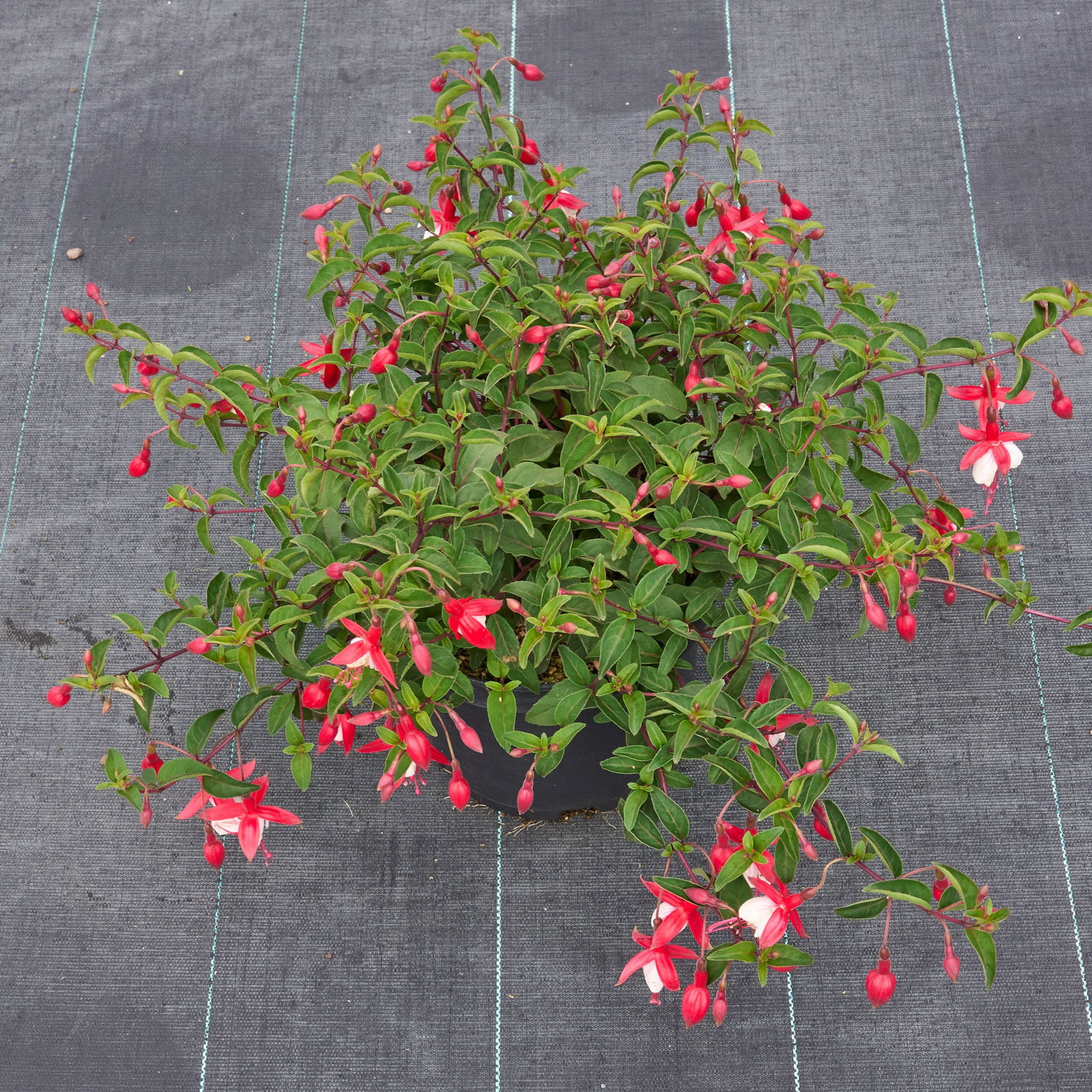 Fuchsie Snowcap - Fuchsia Hybride Snowcap günstig kaufen