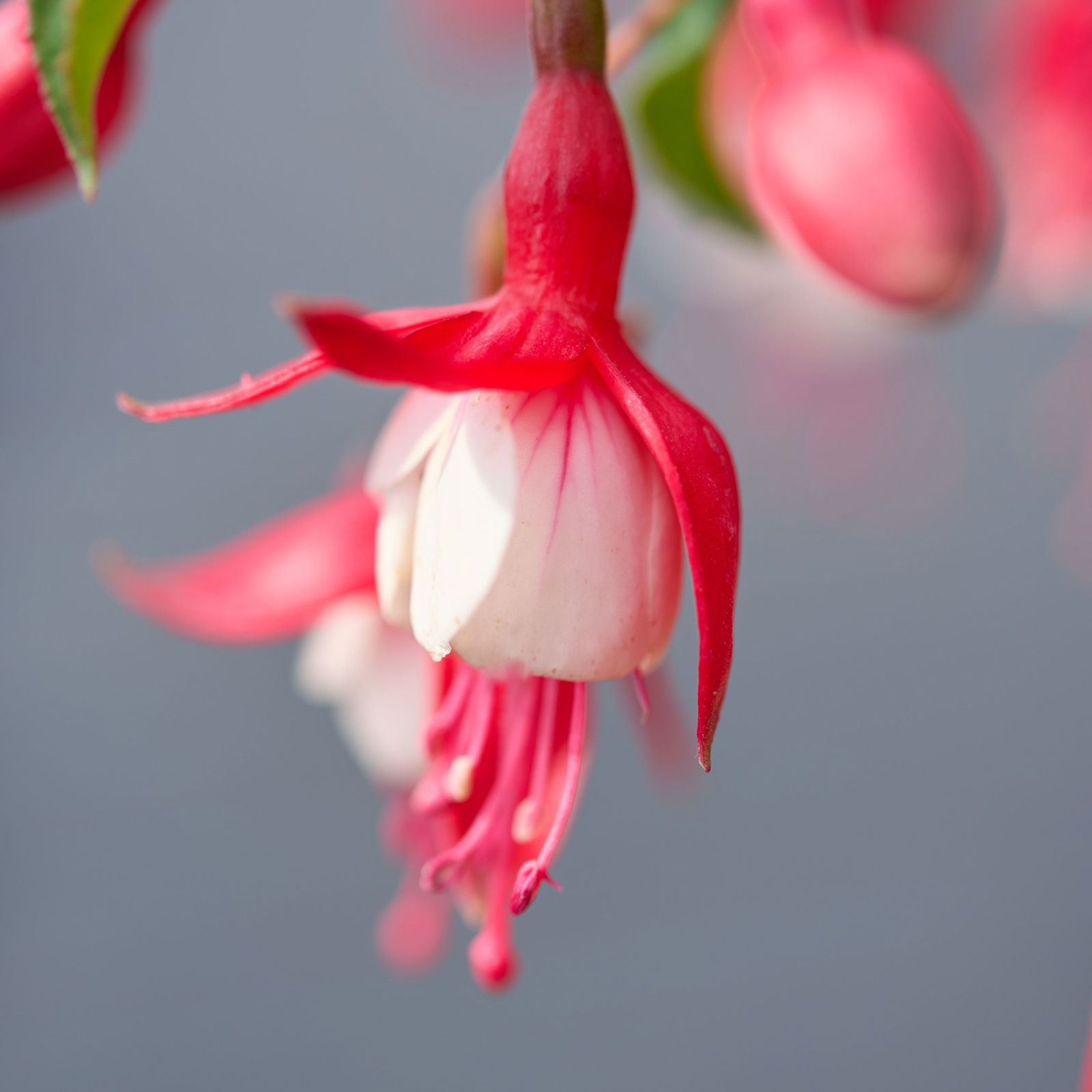 Fuchsie Snowcap - Fuchsia Hybride Snowcap günstig kaufen