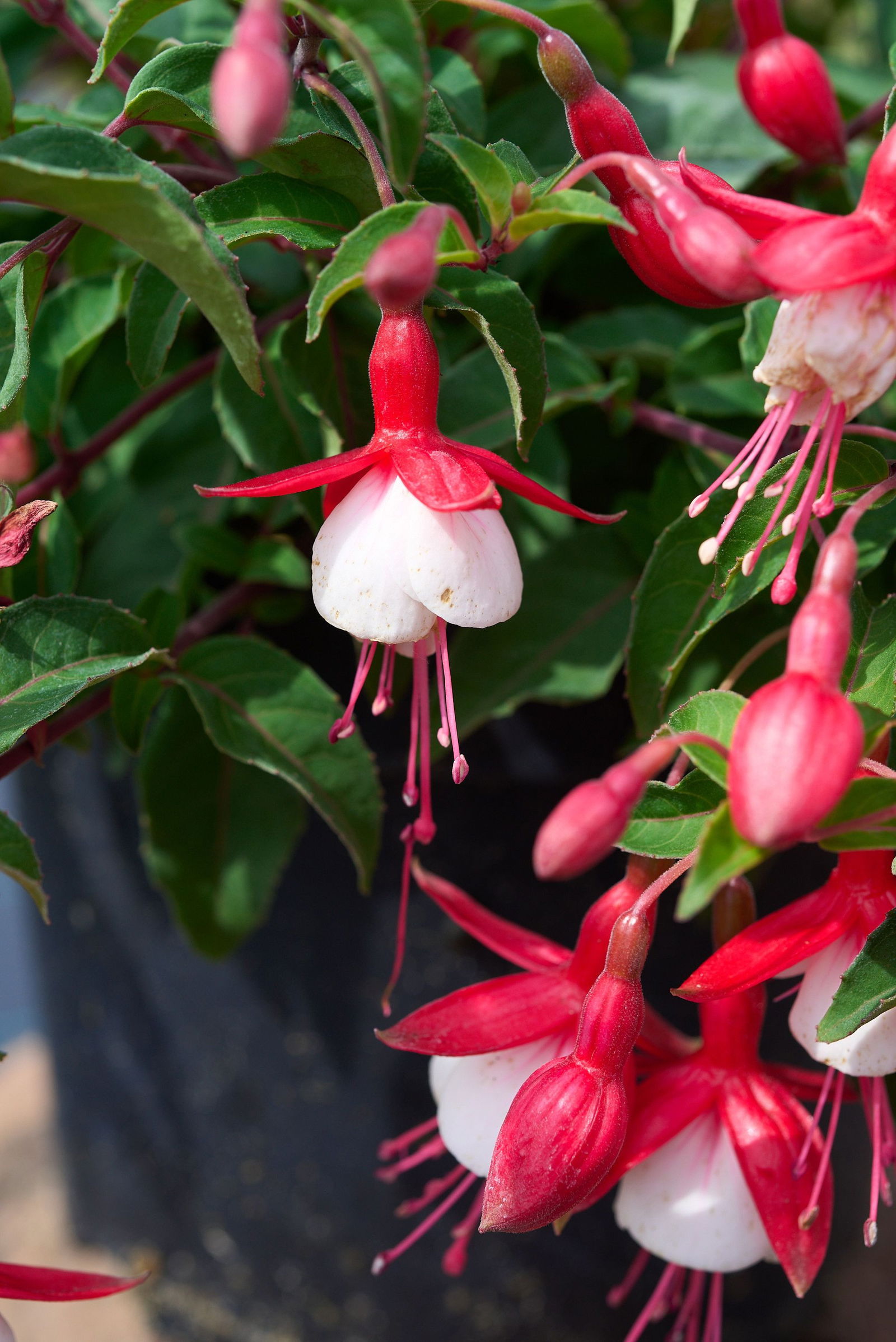 Fuchsie Snowcap - Fuchsia Hybride Snowcap günstig kaufen