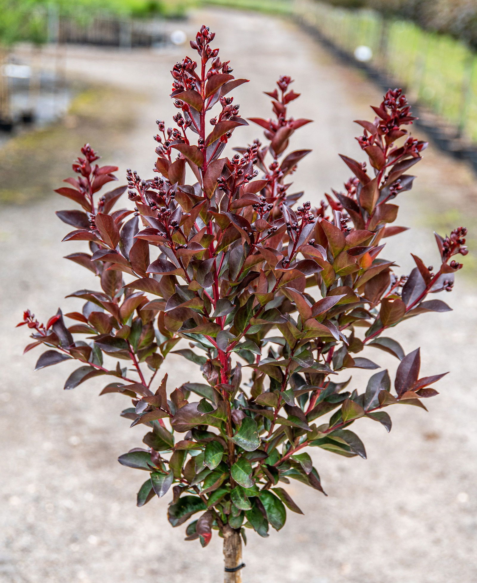 Kräuselmyrte Double Dynamite - Lagerstroemia indica Double Dynamite günstig kaufen