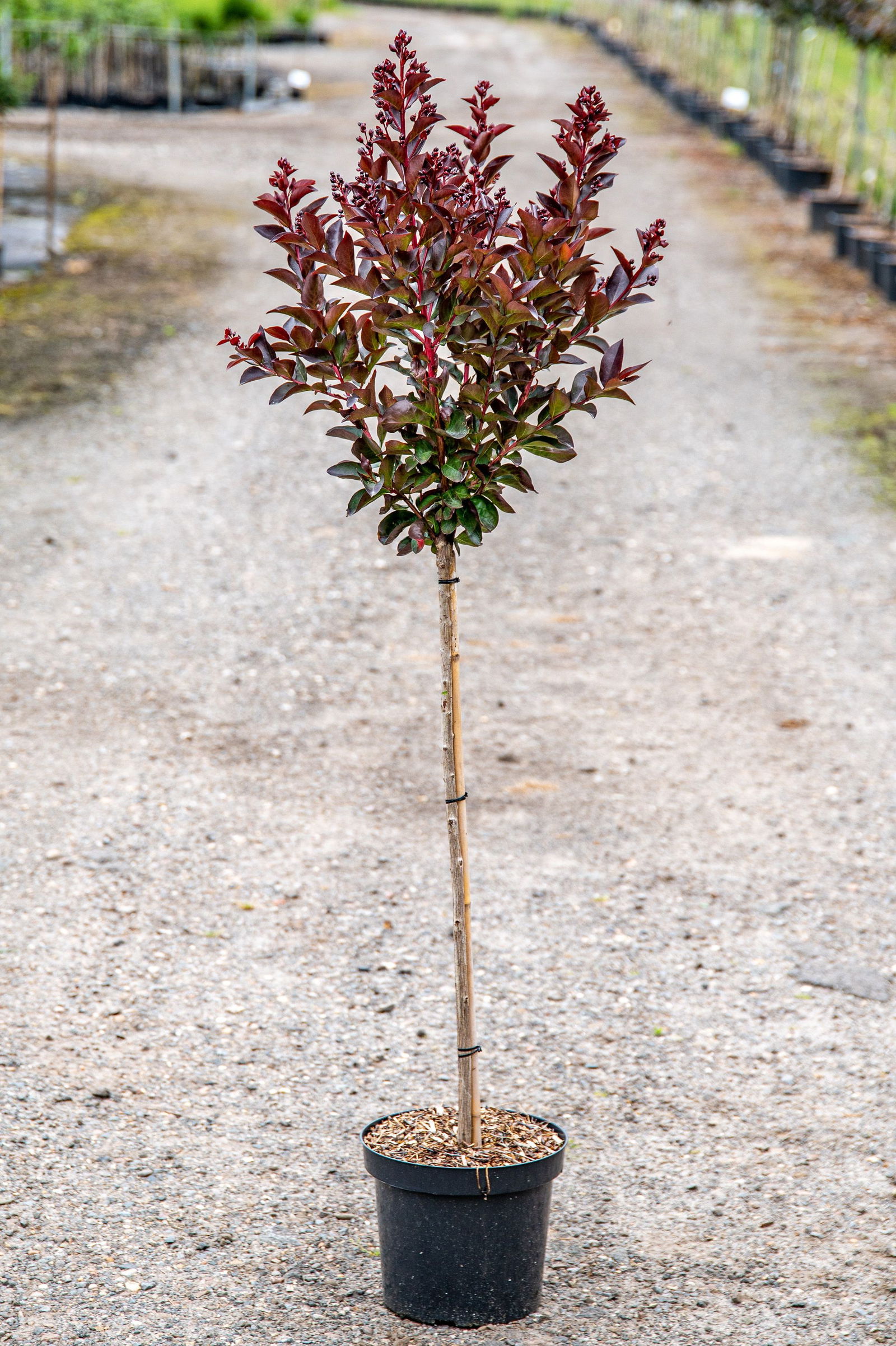 Kräuselmyrte Double Dynamite - Lagerstroemia indica Double Dynamite ...