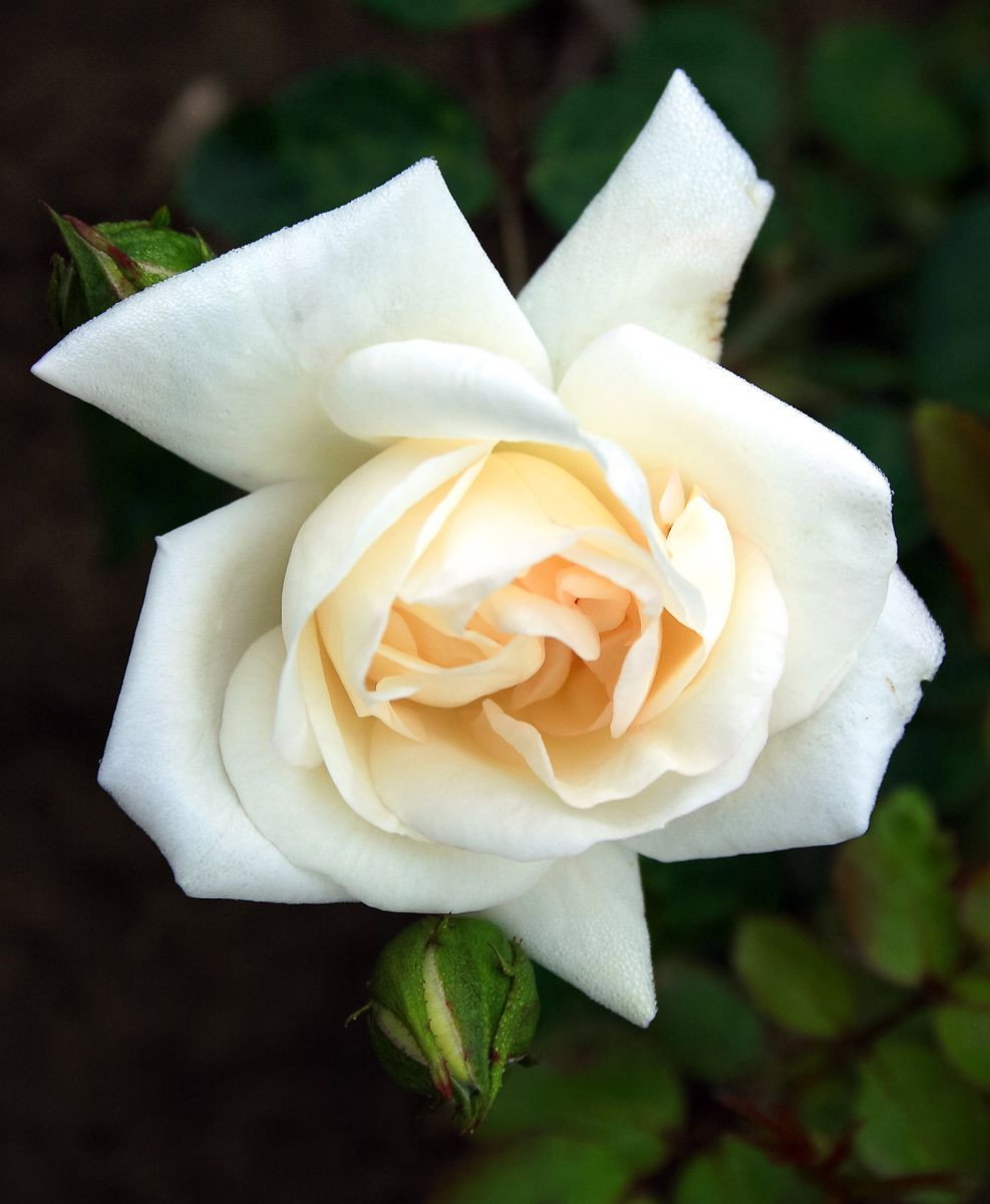 Rose White New Dawn - Rosa White New Dawn günstig kaufen