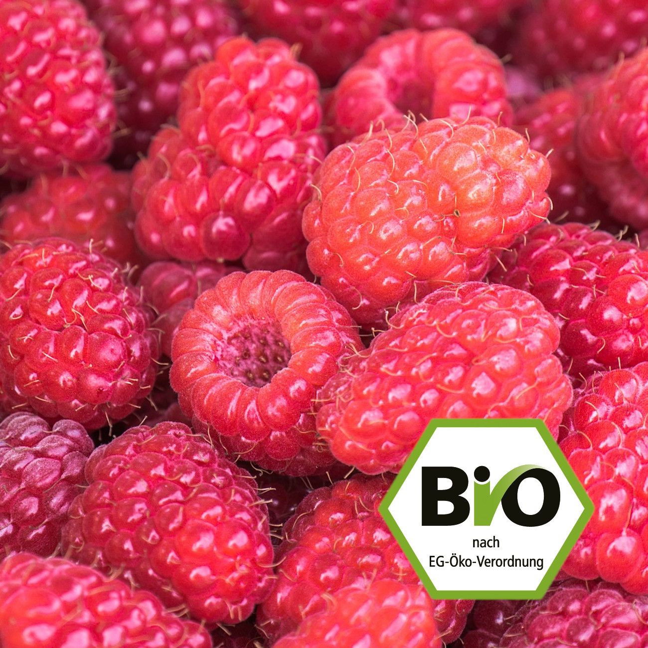 Bio Himbeere Malling Promise - Bio Rubus idaeus Malling Promise günstig ...