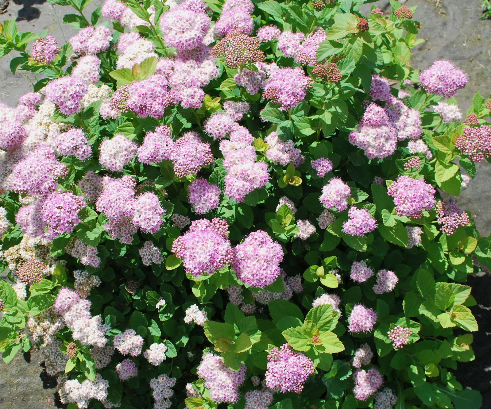 Birkenblättrige Spiere Pink Sparkler - Spiraea betulifolia Pink ...