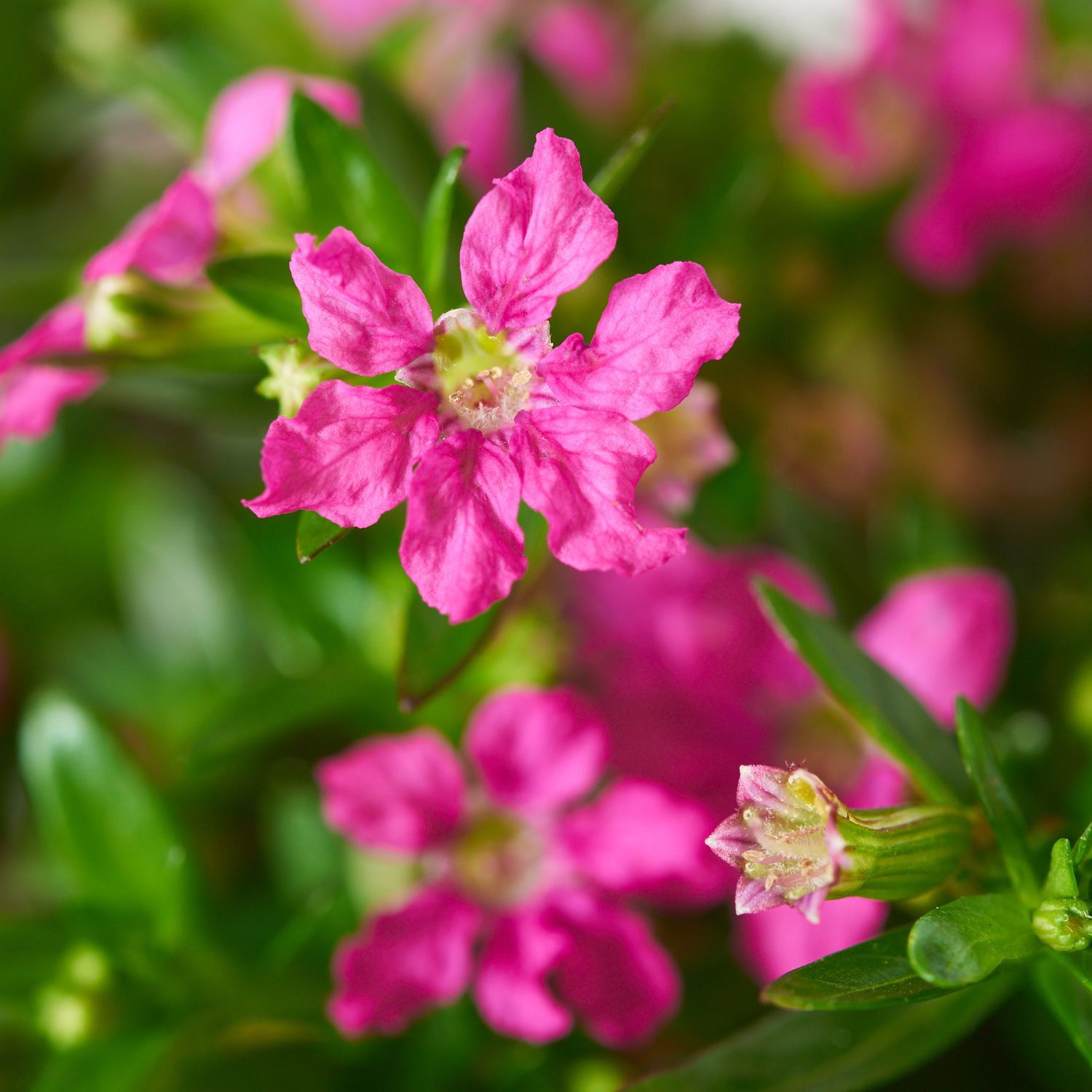 Japanische Scheinmyrthe - Cuphea hyssopifolia günstig kaufen