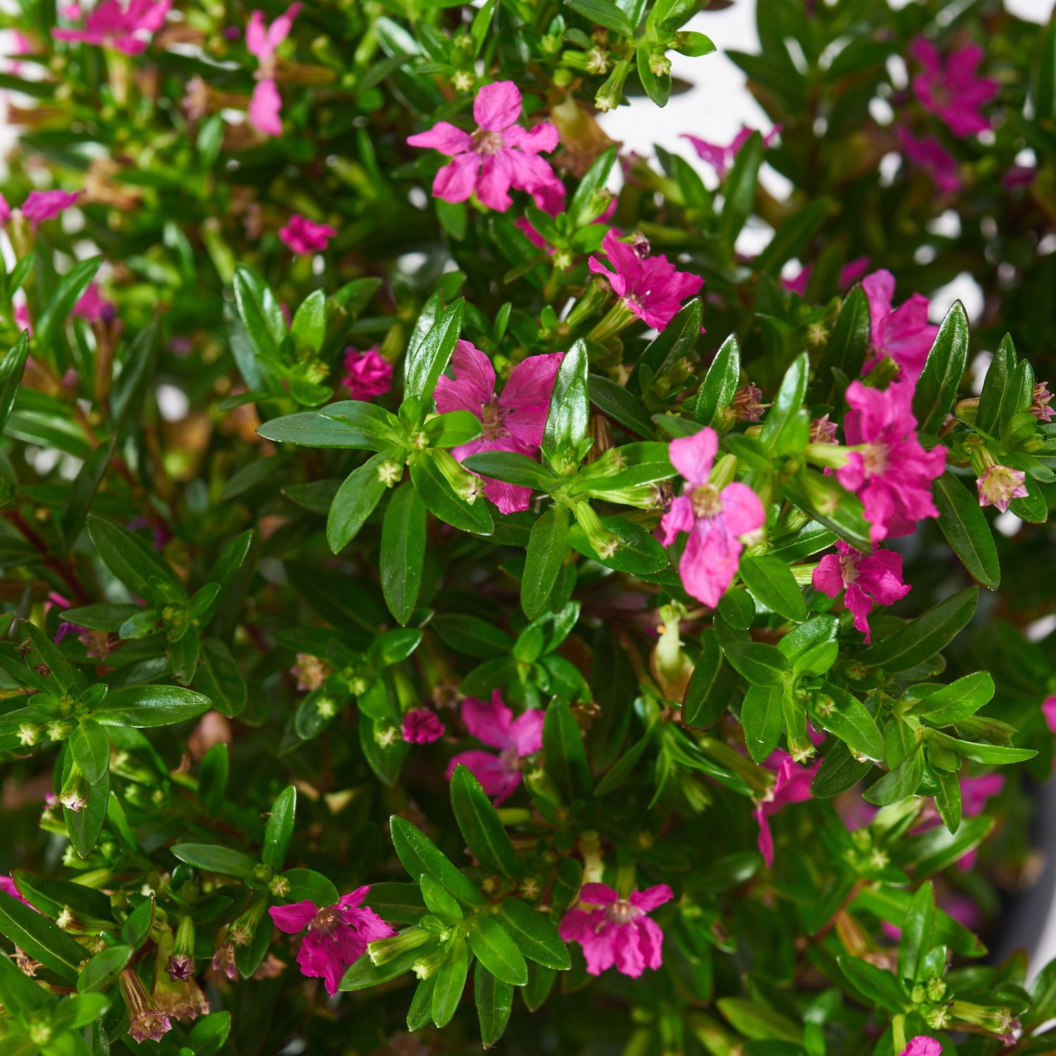 Japanische Scheinmyrthe - Cuphea hyssopifolia günstig kaufen