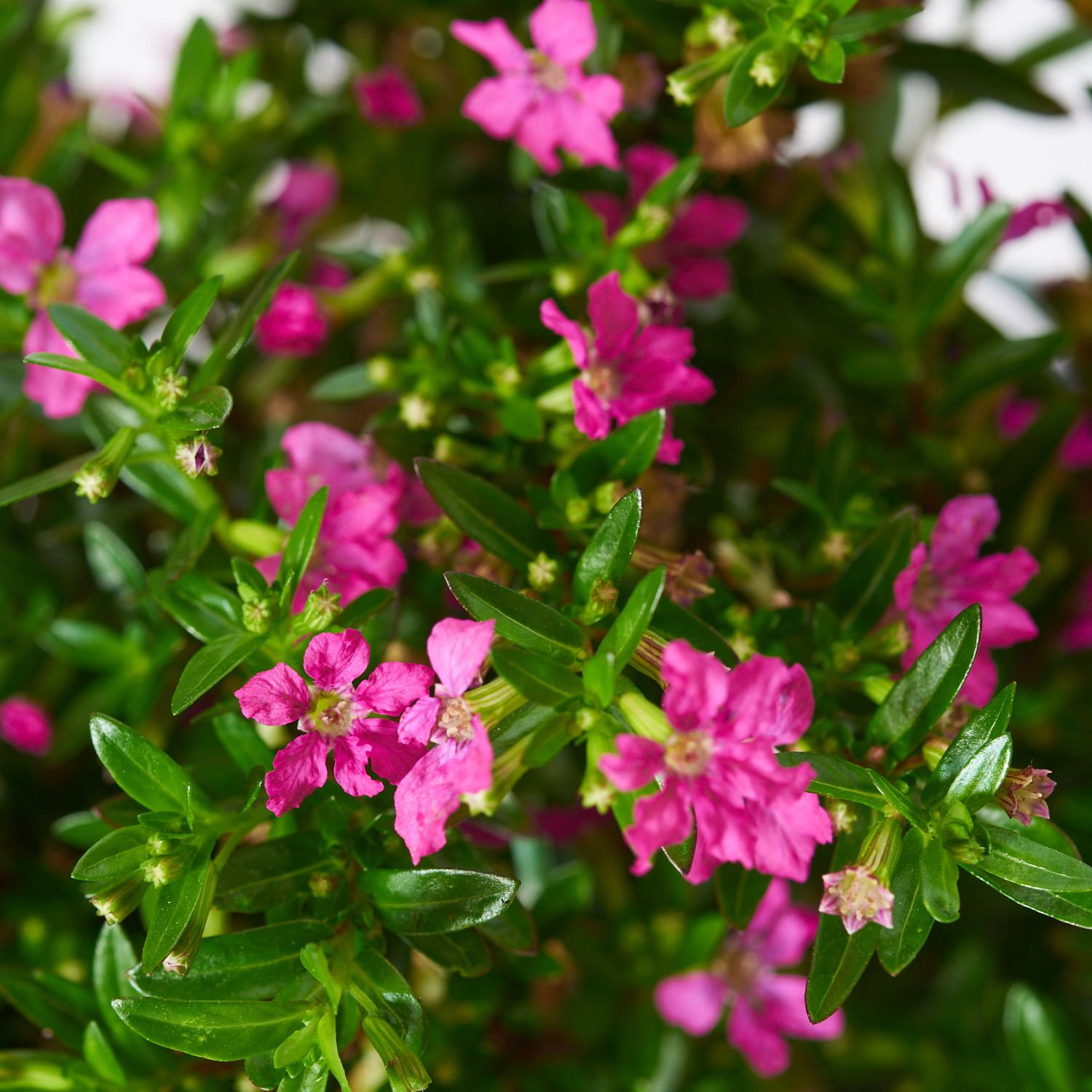 Cuphea Hyssopifolia Standort