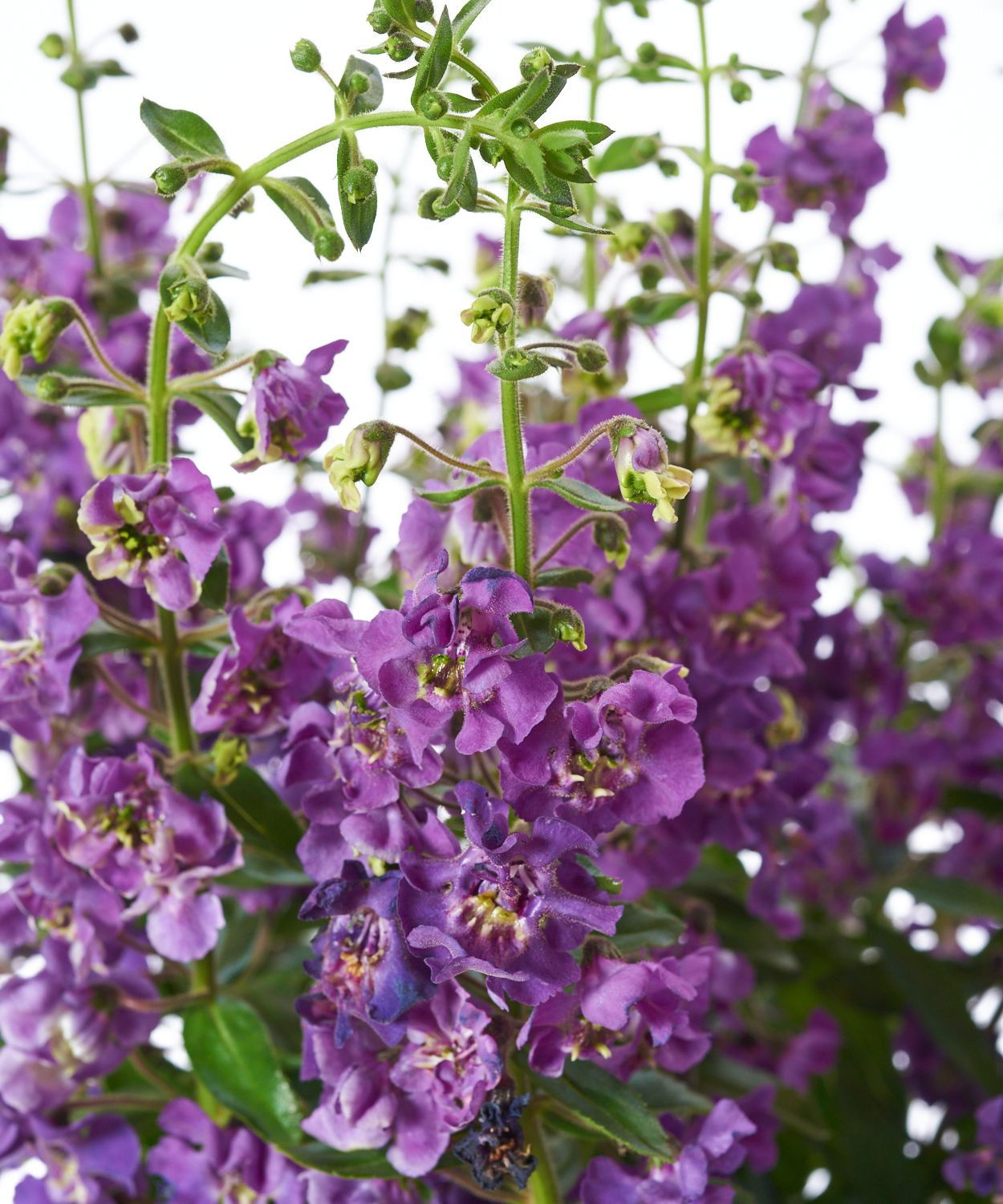 Engelsgesicht - Angelonia angustifolia günstig kaufen