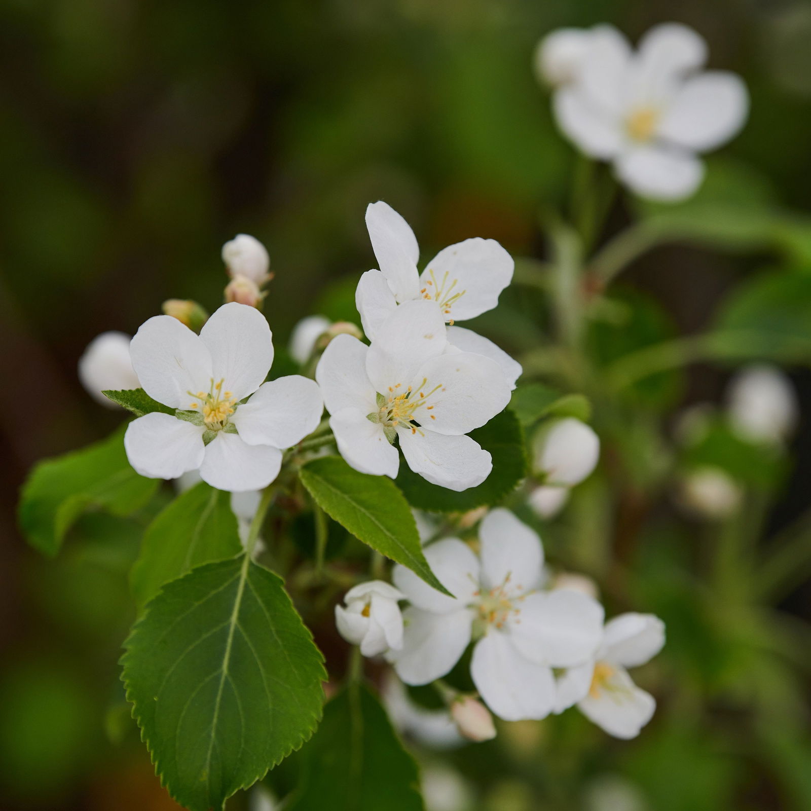 Zierapfel Dolgo - Malus Dolgo günstig kaufen