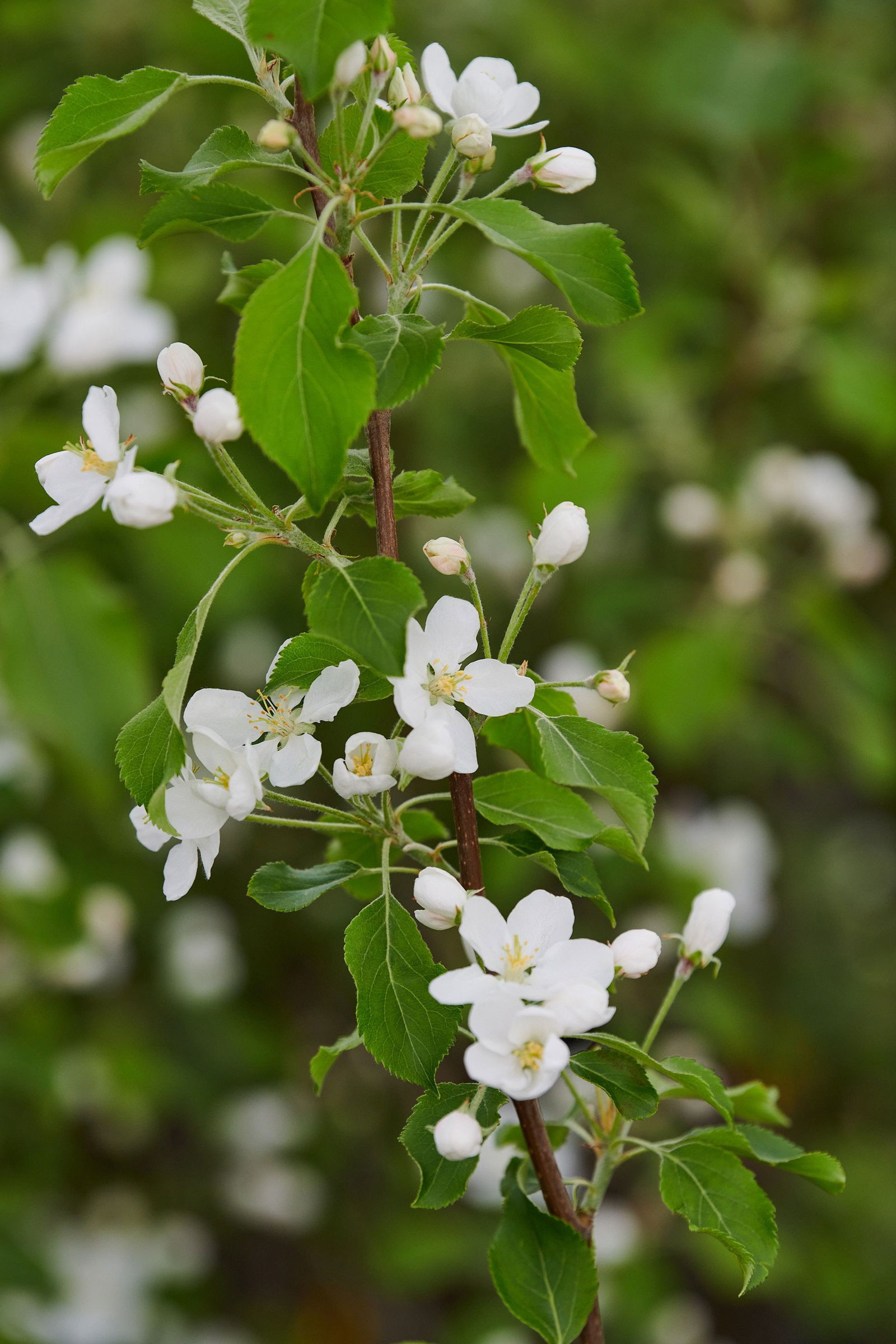 Zierapfel Dolgo - Malus Dolgo günstig kaufen