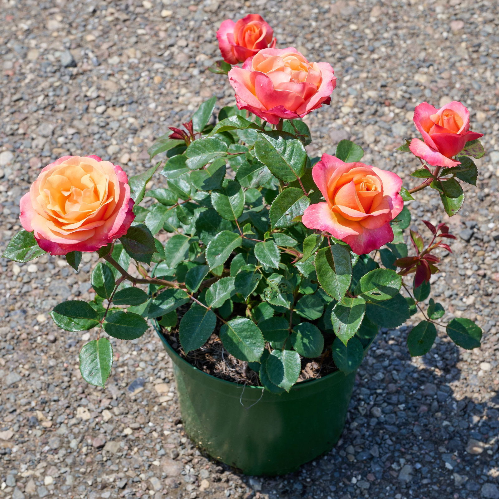 Rose Saloon - Rosa Saloon günstig kaufen