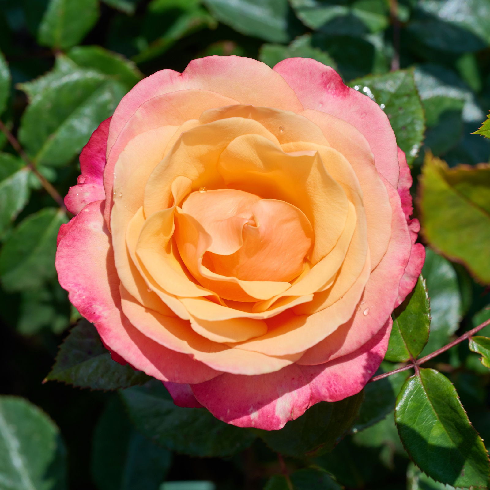 Rose Saloon - Rosa Saloon günstig kaufen