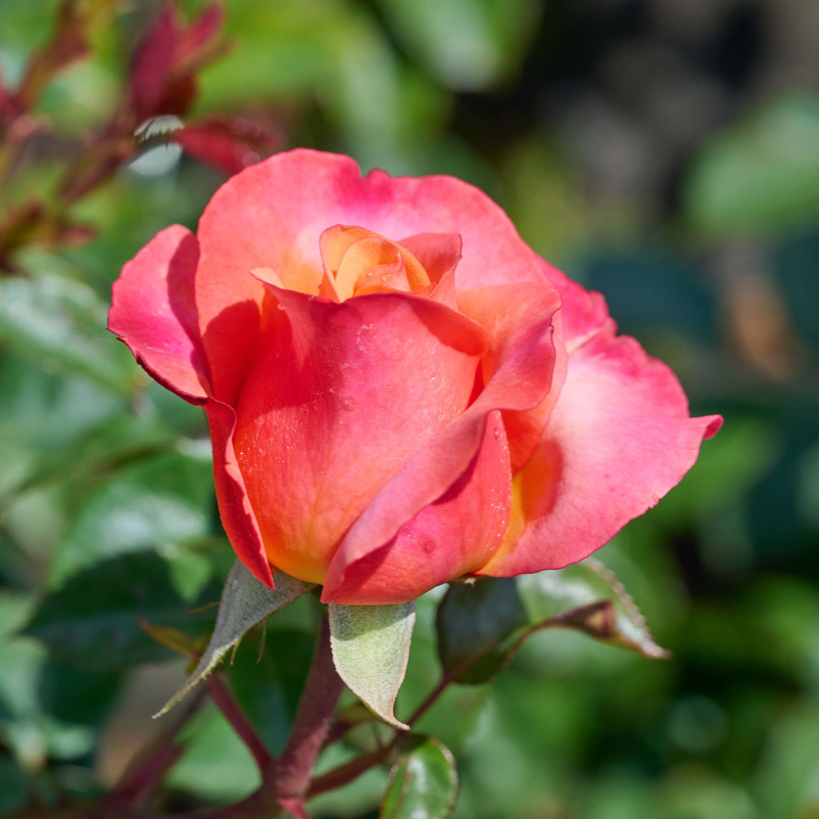 Rose Saloon - Rosa Saloon günstig kaufen