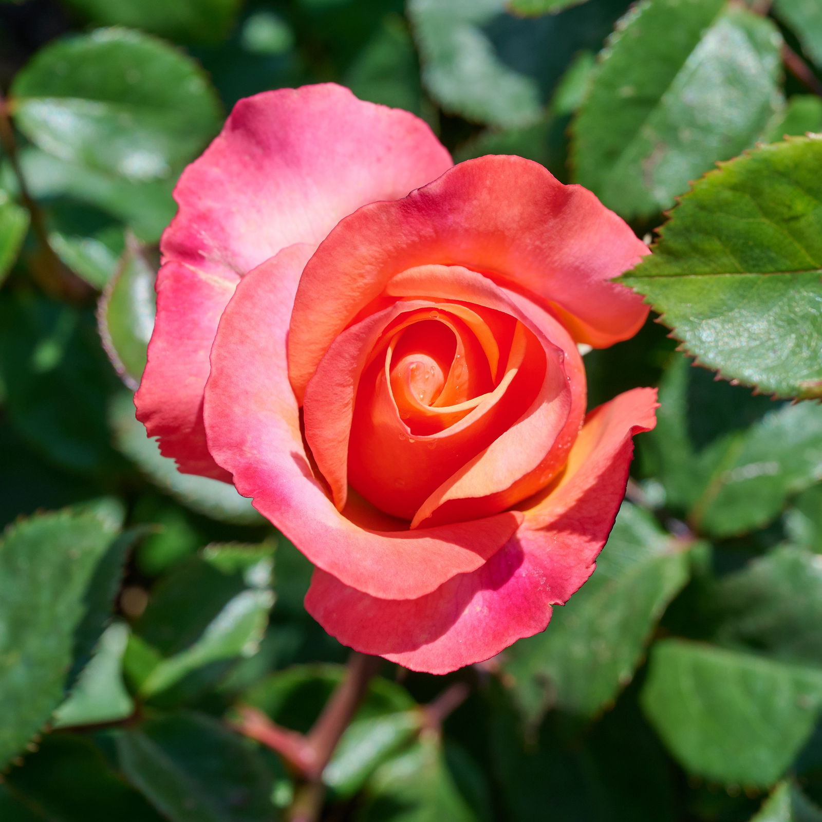 Rose Saloon - Rosa Saloon günstig kaufen