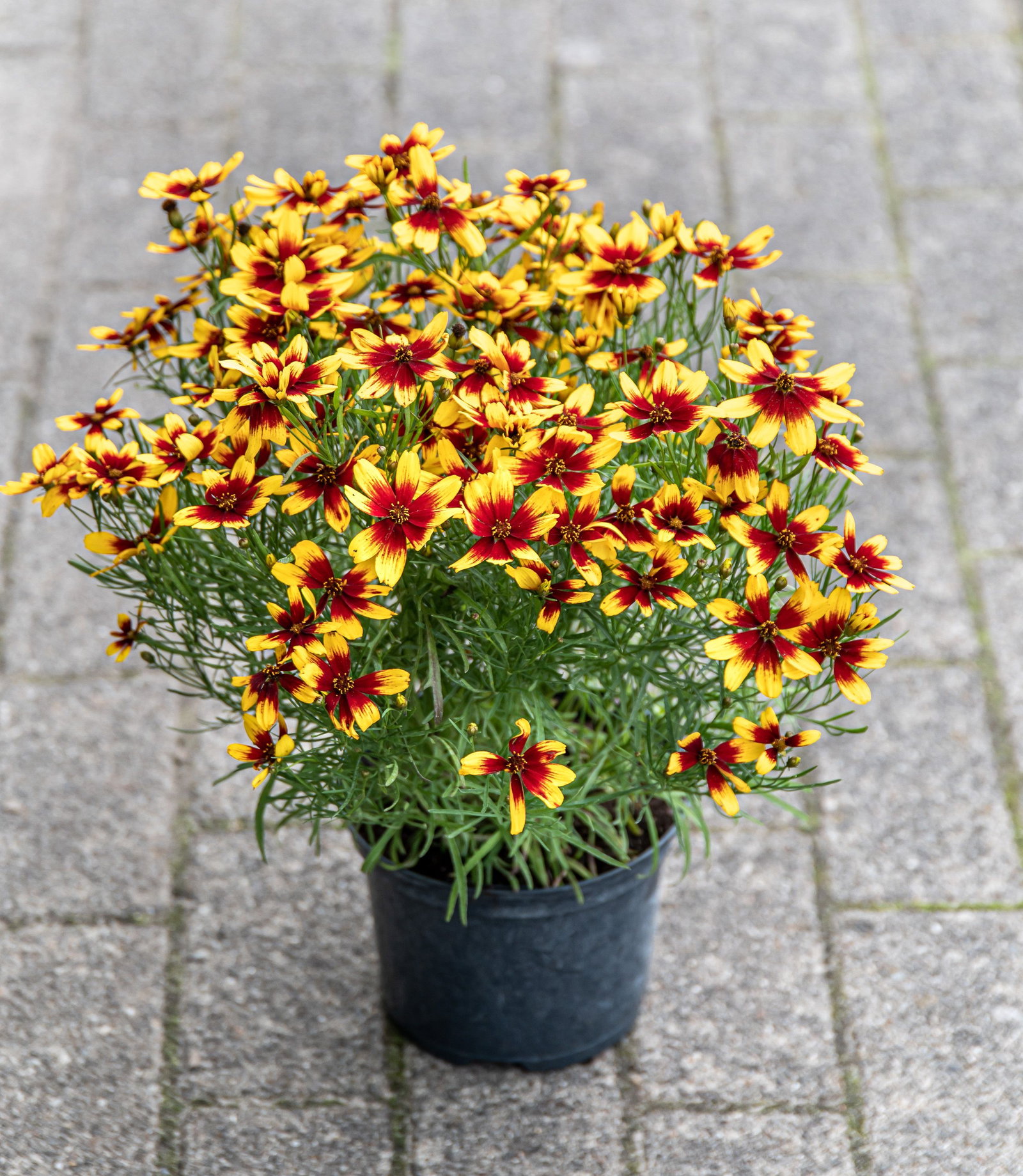Quirlblättriges Mädchenauge Corleone Red & Yellow - Coreopsis ...