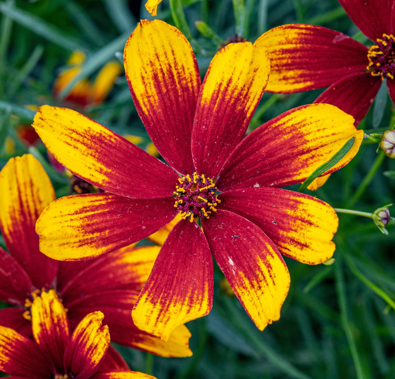 Quirlblättriges Mädchenauge Corleone Red Yellow Coreopsis