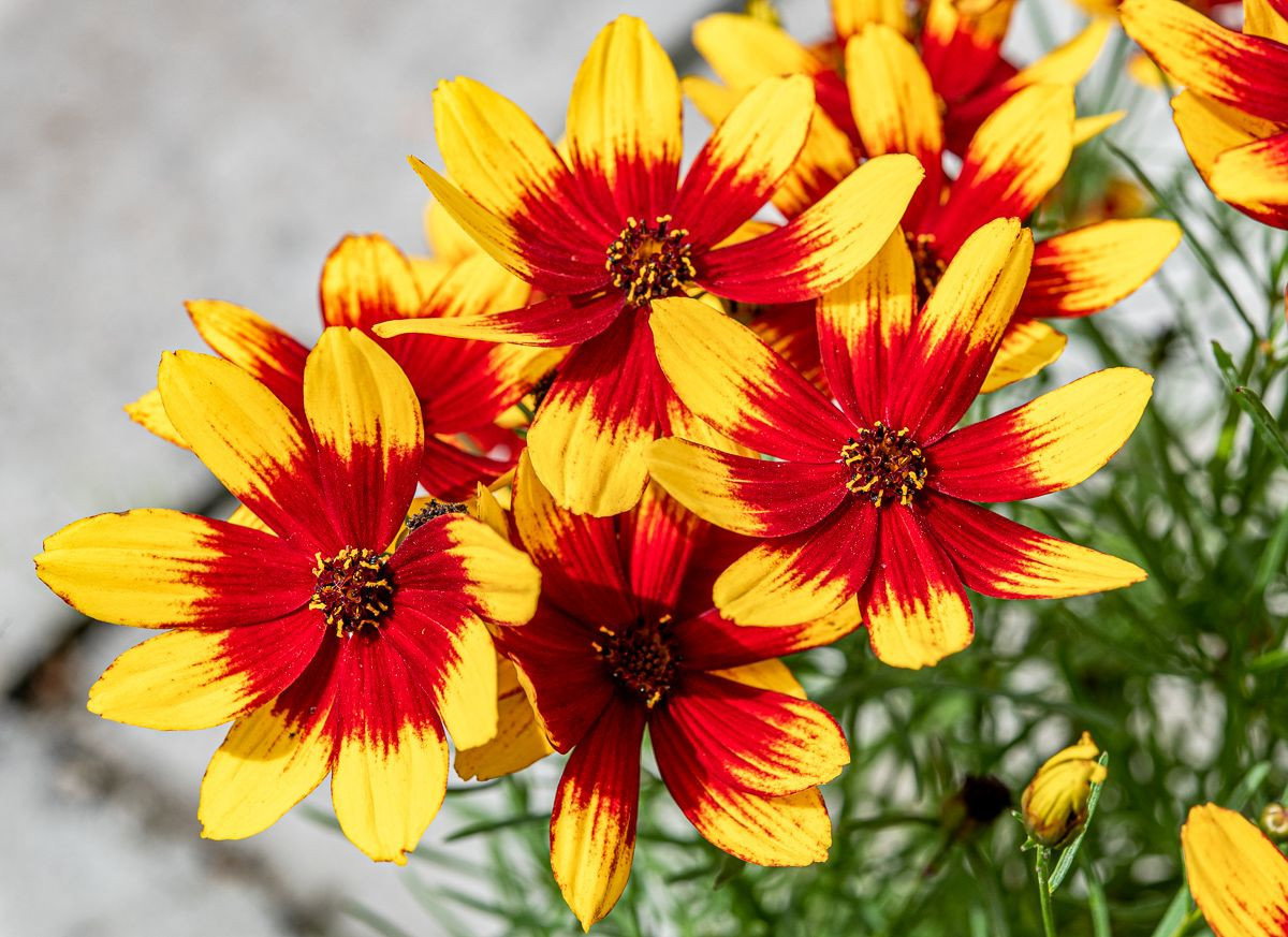 Quirlblättriges Mädchenauge Corleone Red Yellow Coreopsis