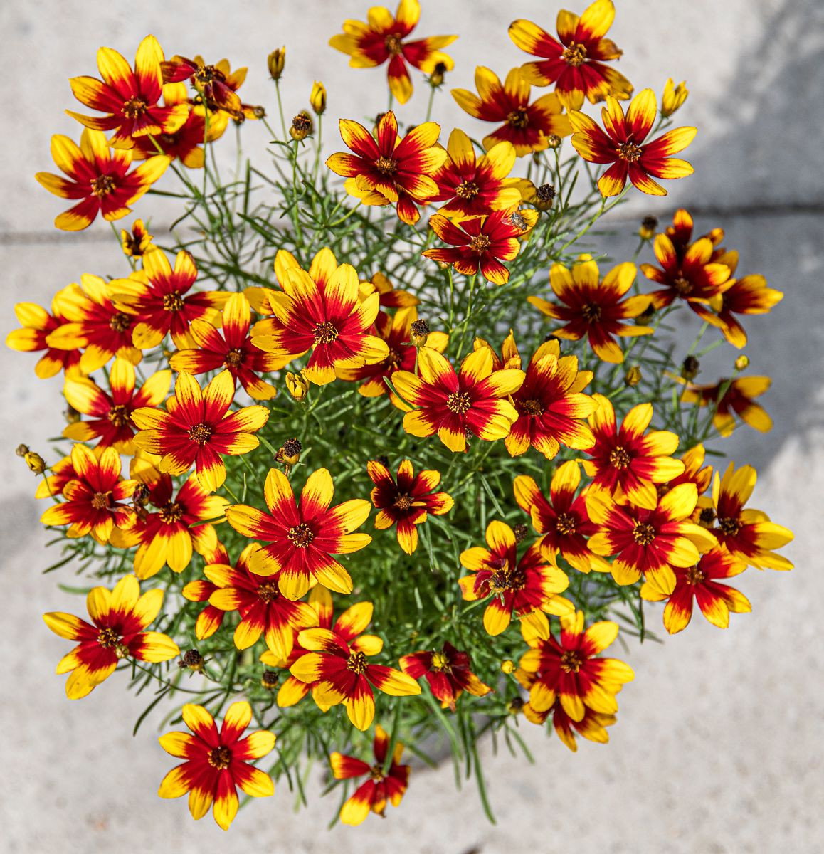 Quirlblättriges Mädchenauge Corleone Red Yellow Coreopsis