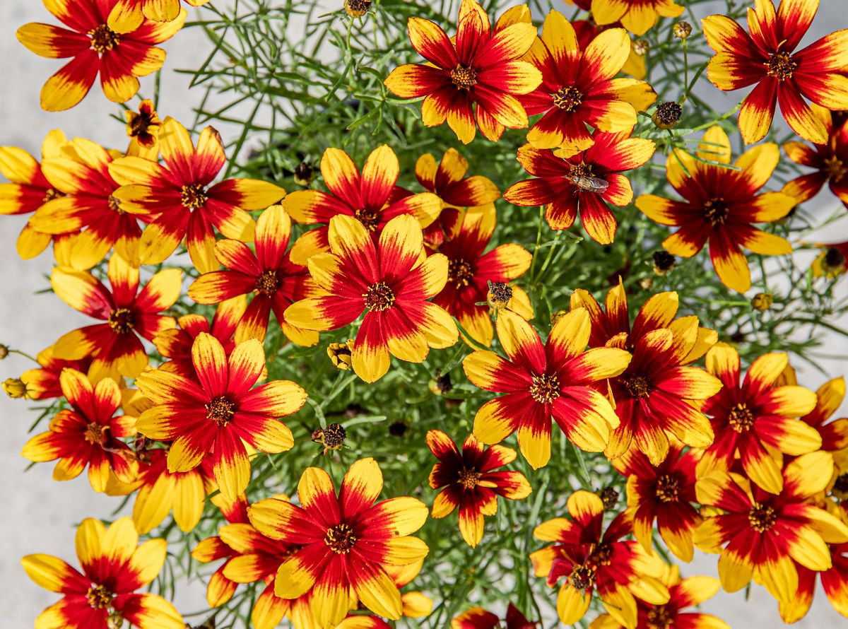 Quirlblättriges Mädchenauge Corleone Red & Yellow - Coreopsis ...