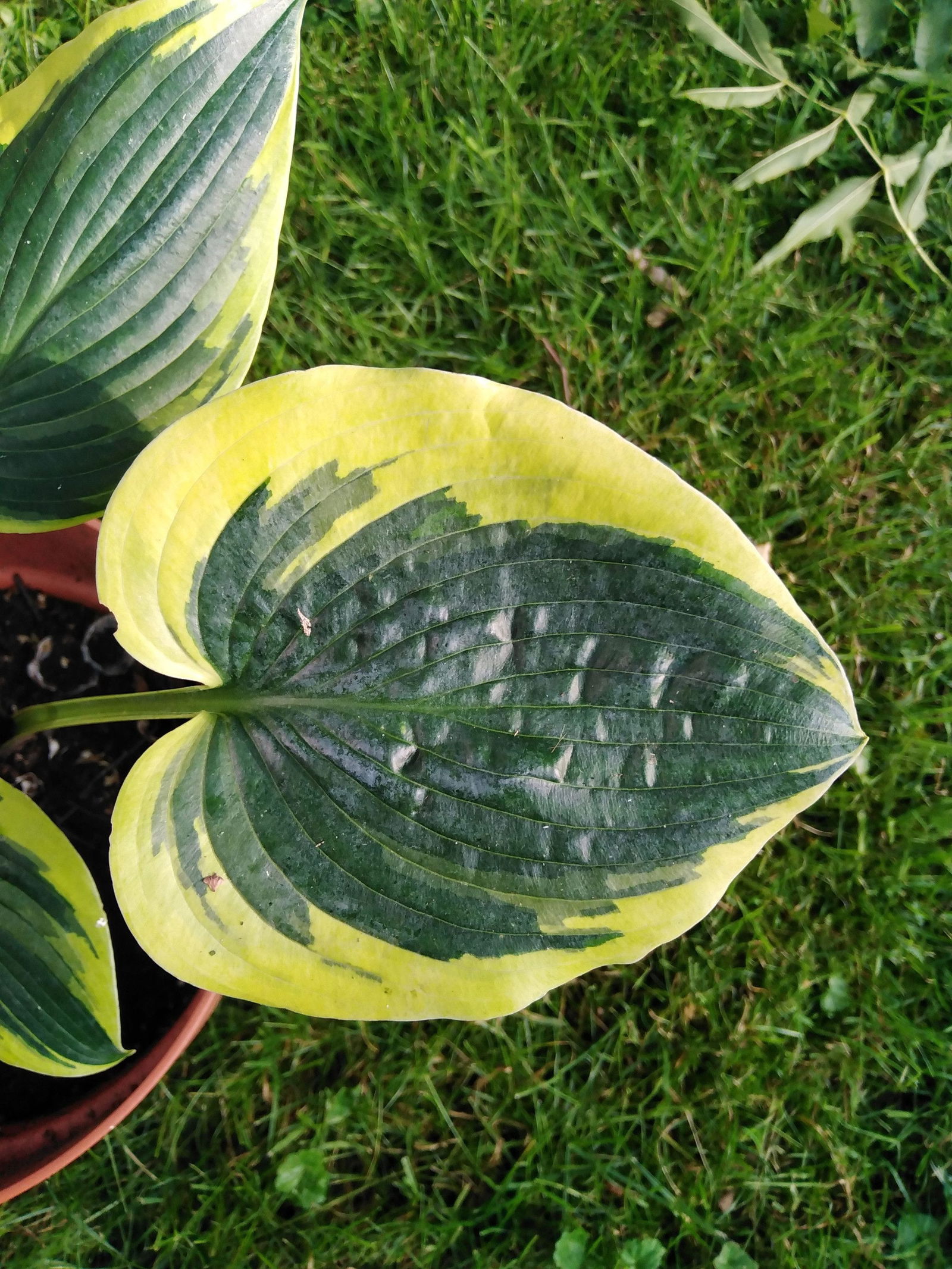 Funkie Autumn Frost - Hosta Autumn Frost günstig kaufen