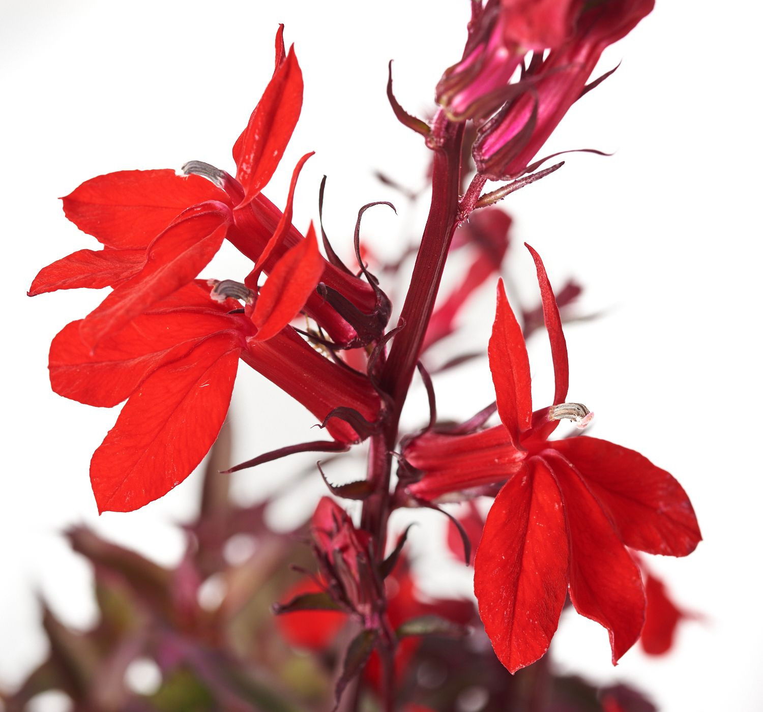 Prächtige Lobelie Starship Scarlet Bronze Leaf - Lobelia speciosa ...