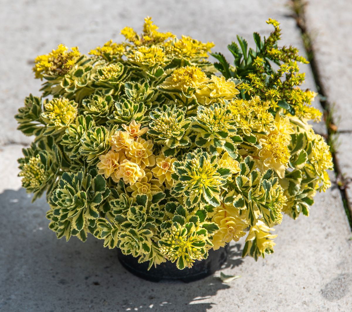 Dickblattgewächs Atlantis® - Sedum takesimensis Atlantis® günstig kaufen