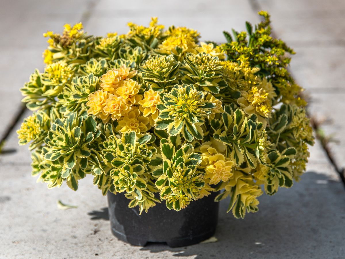 Dickblattgewächs Atlantis ® - Sedum takesimensis Atlantis ® günstig kaufen