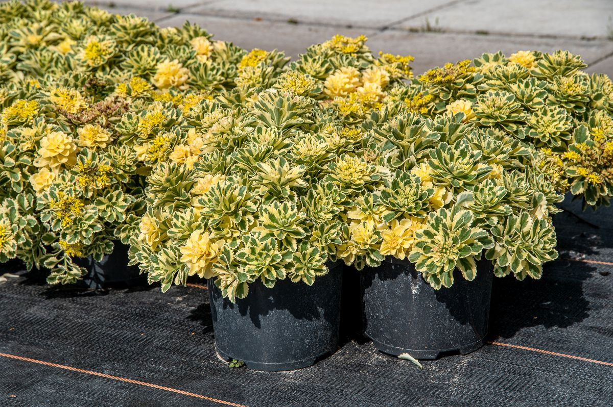 Dickblattgewächs Atlantis ® - Sedum takesimensis Atlantis ® günstig kaufen