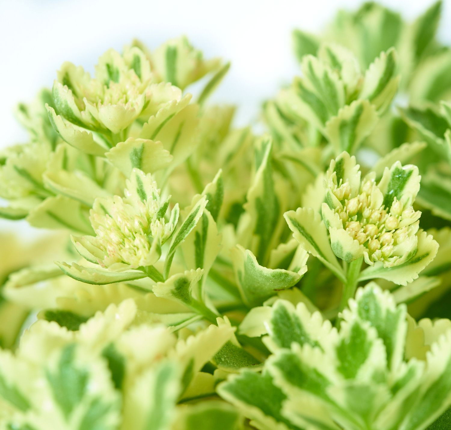 Dickblattgewächs Atlantis ® - Sedum takesimensis Atlantis ® günstig kaufen