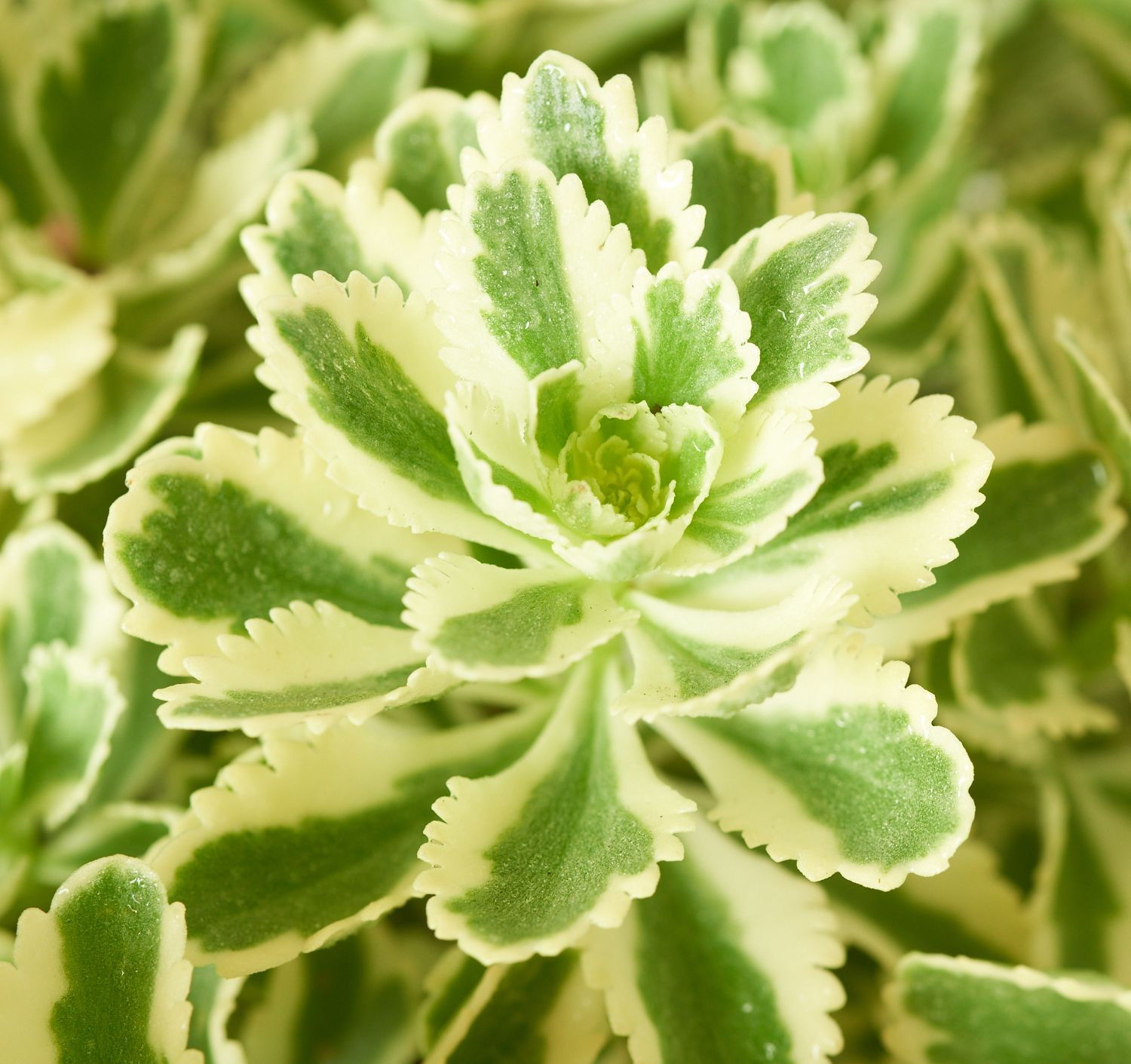 Dickblattgewächs Atlantis ® - Sedum takesimensis Atlantis ® günstig kaufen