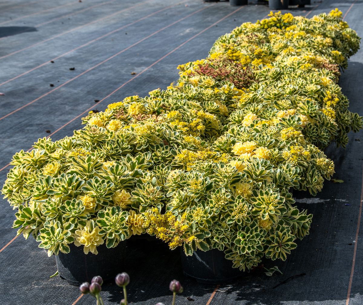 Dickblattgewächs Atlantis ® - Sedum takesimensis Atlantis ® günstig kaufen