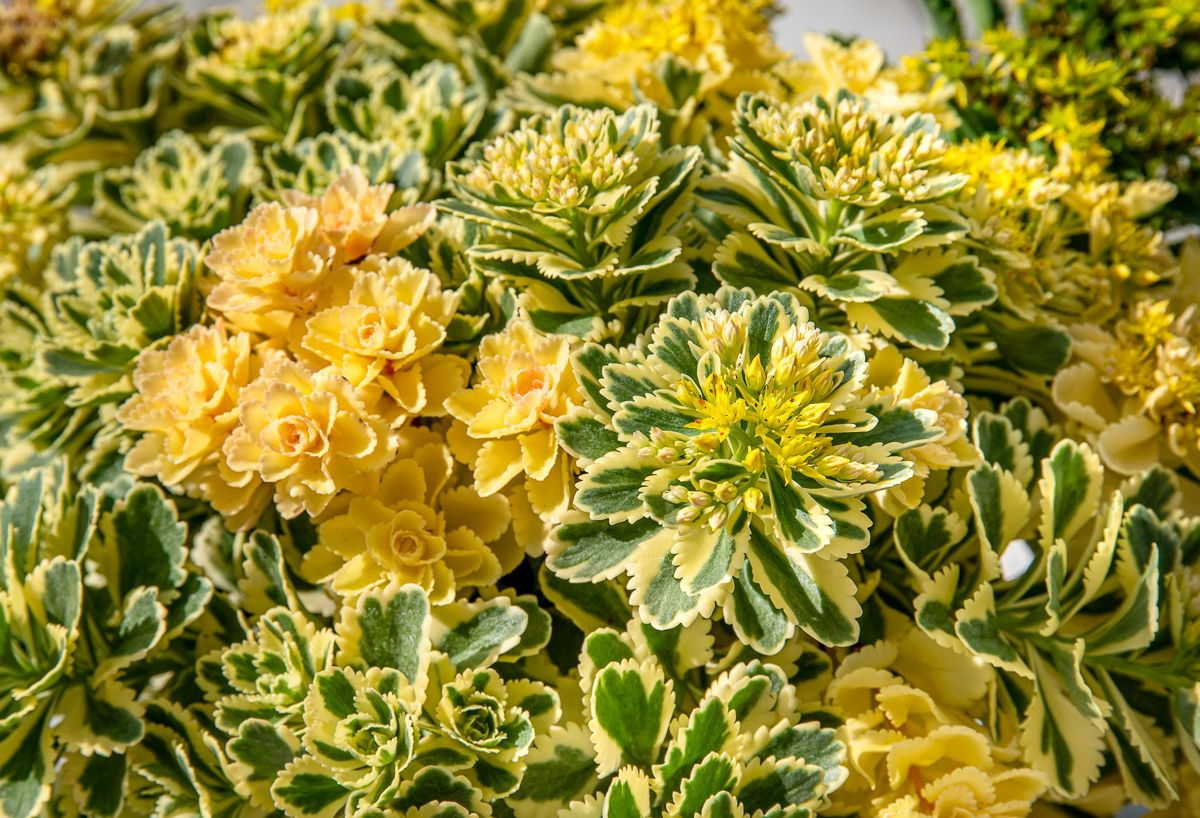 Dickblattgewächs Atlantis ® - Sedum takesimensis Atlantis ® günstig kaufen