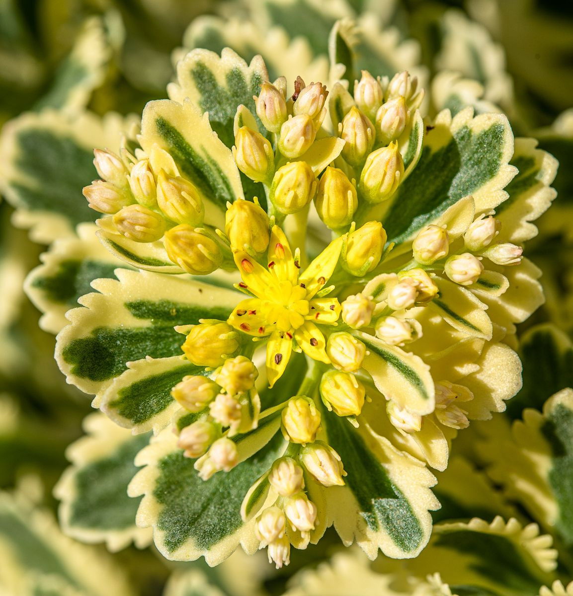 Dickblattgewächs Atlantis® - Sedum takesimensis Atlantis® günstig kaufen