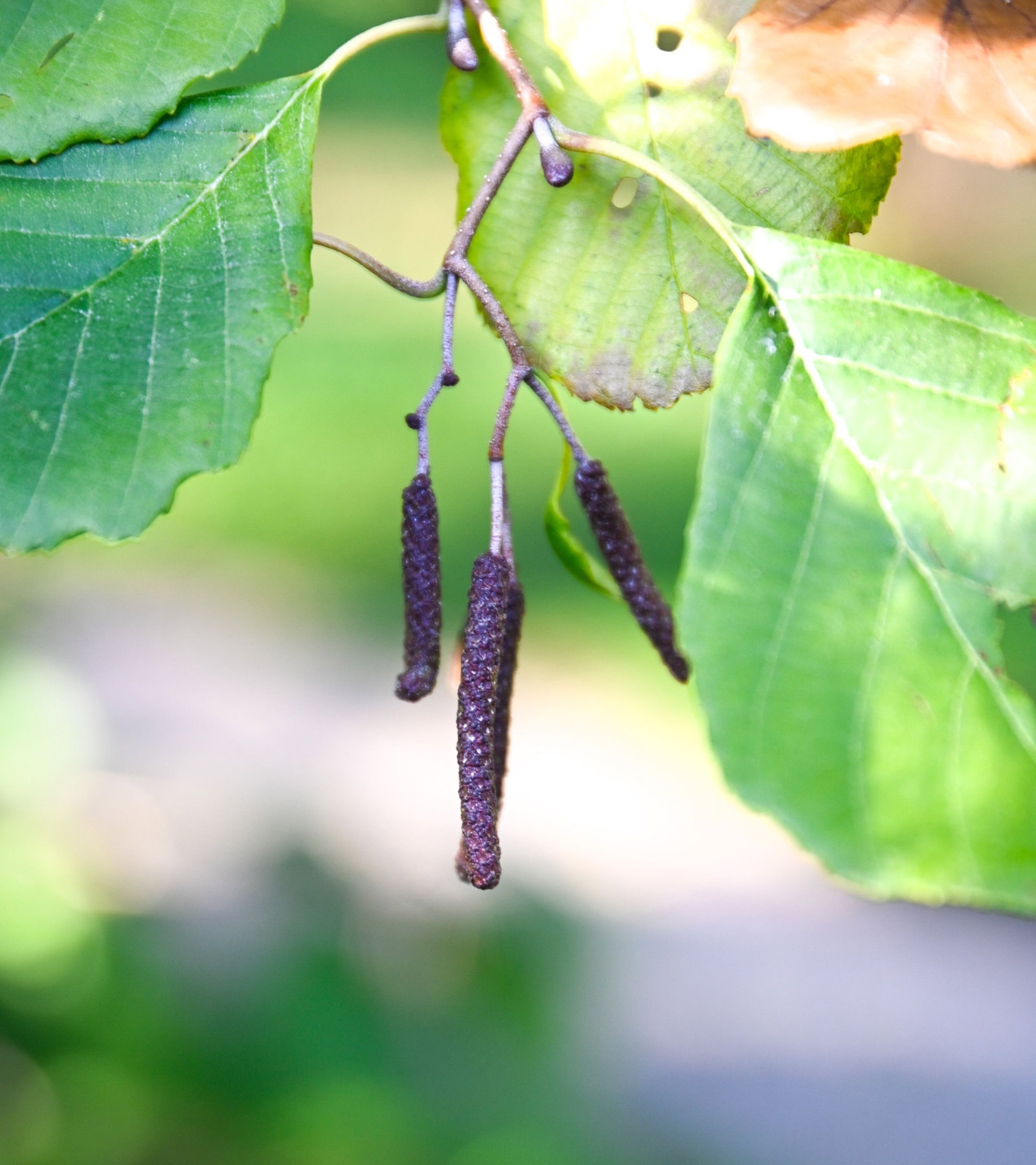 Hasel-Erle - Alnus serrulata günstig kaufen