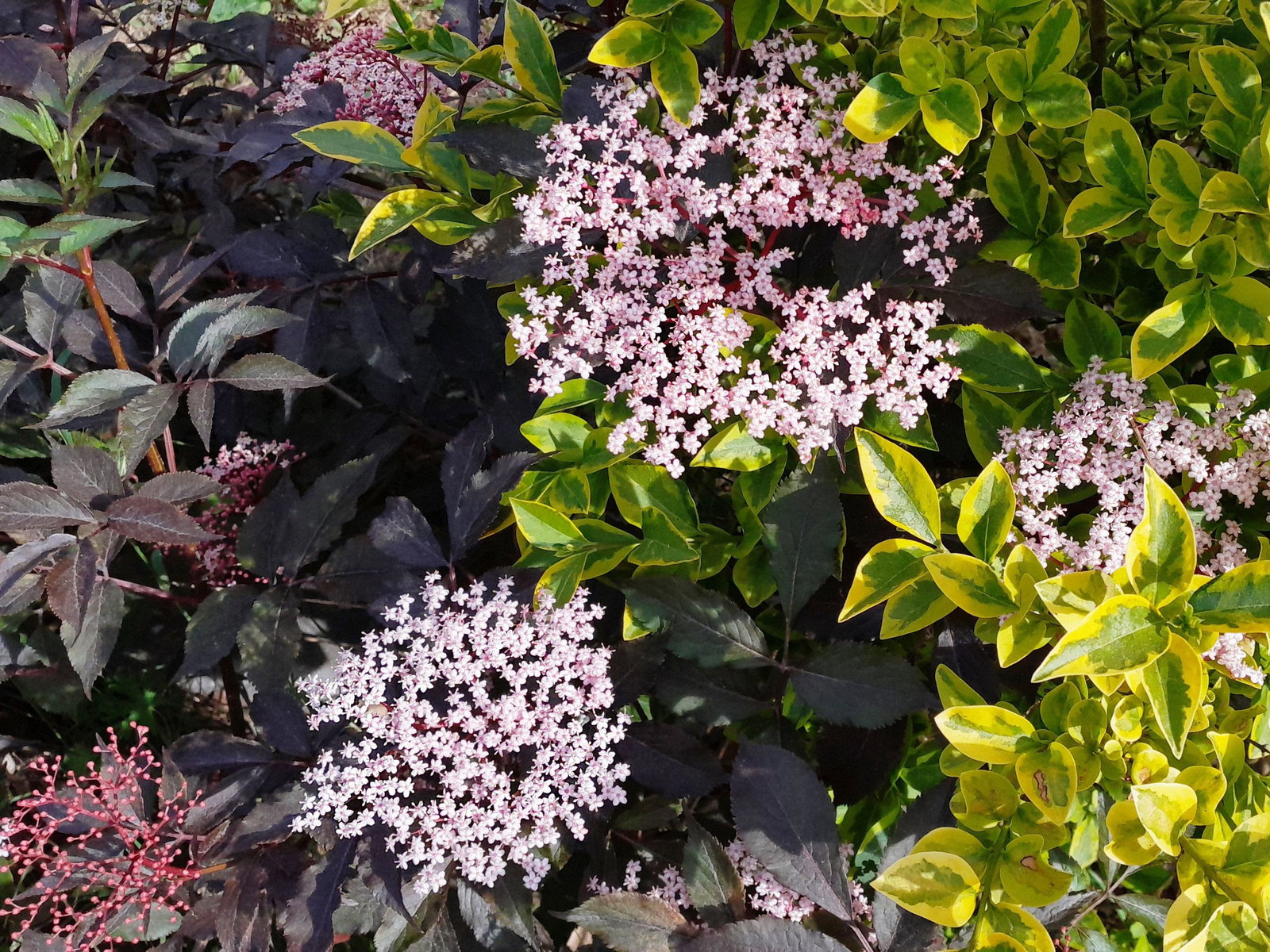 Bio Schwarzer Holunder - Bio Sambucus nigra Black Beauty günstig kaufen