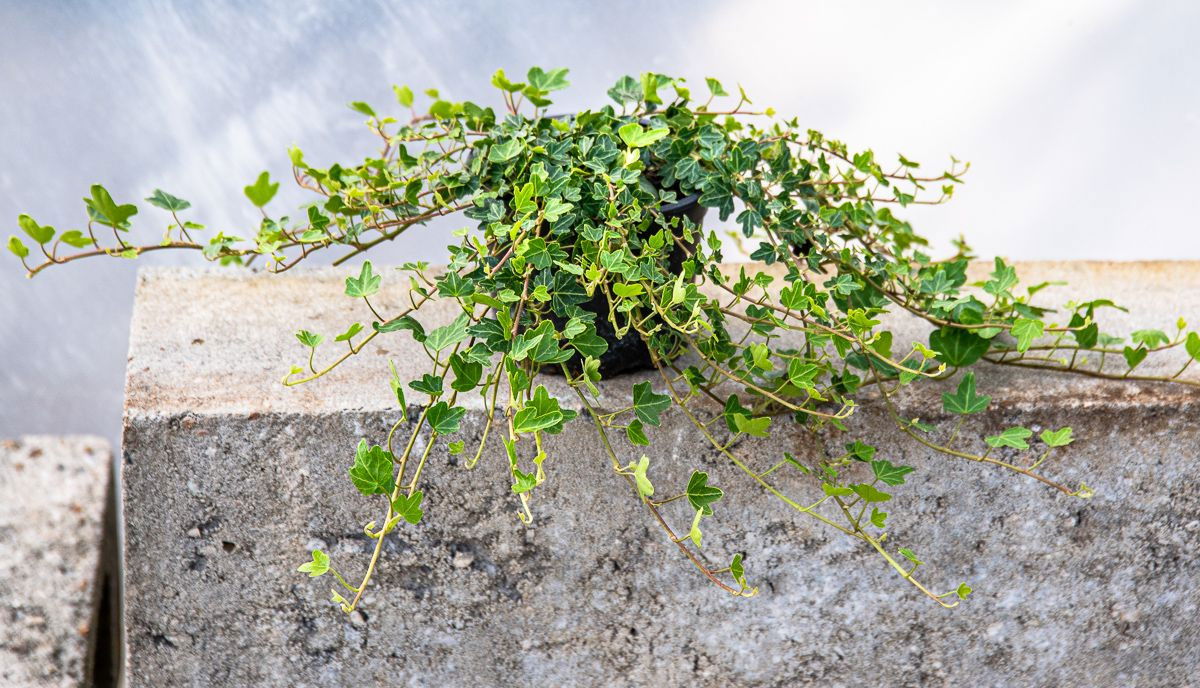 Efeu Duckfoot - Hedera helix Duckfoot günstig kaufen