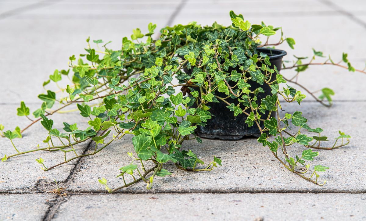 Efeu Duckfoot - Hedera helix Duckfoot günstig kaufen