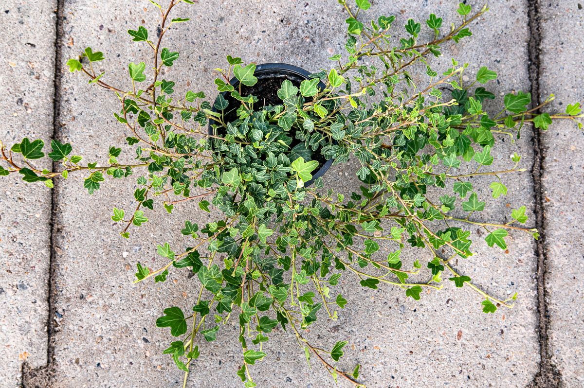 Efeu Duckfoot - Hedera helix Duckfoot günstig kaufen