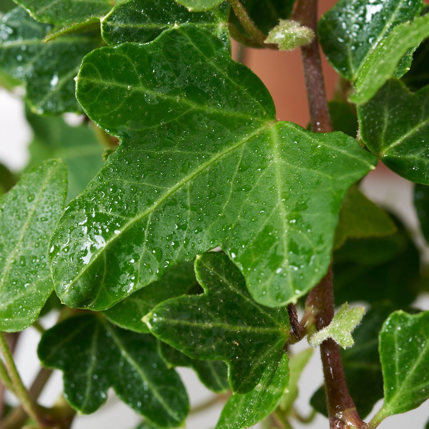 Efeu Duckfoot - Hedera helix Duckfoot günstig kaufen
