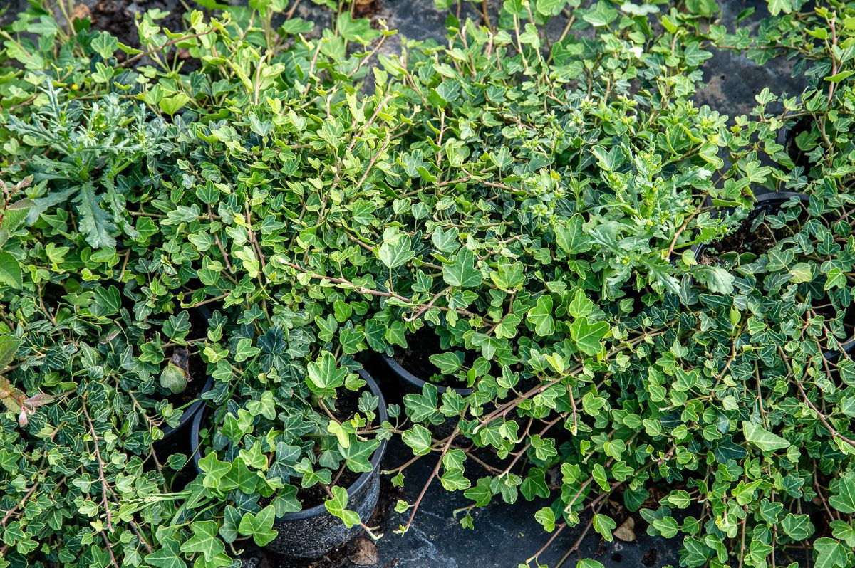 Efeu Duckfoot - Hedera helix Duckfoot günstig kaufen