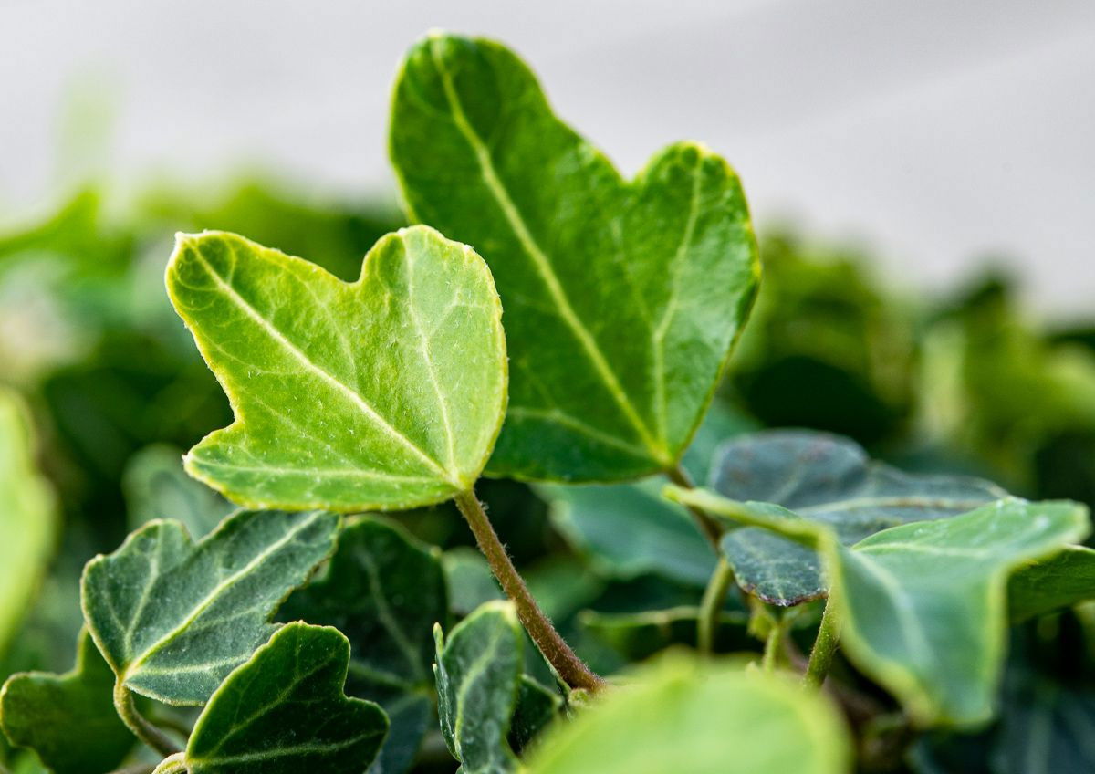 Efeu Duckfoot - Hedera helix Duckfoot günstig kaufen