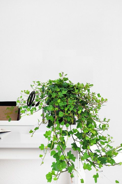 Efeu Duckfoot - Hedera helix Duckfoot günstig kaufen