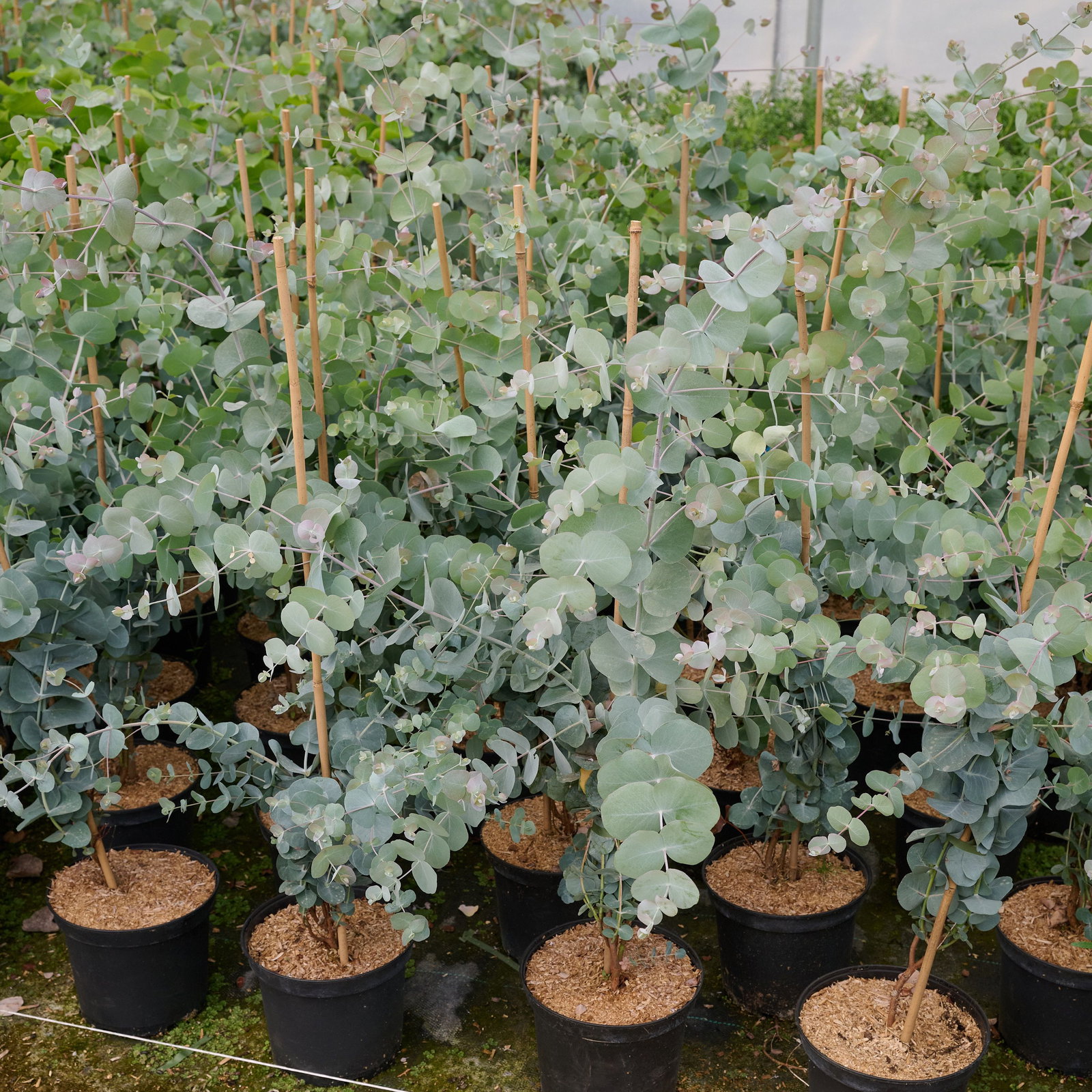 Stilvolle Eukalyptus Silver Dollar Winterhart Bilder