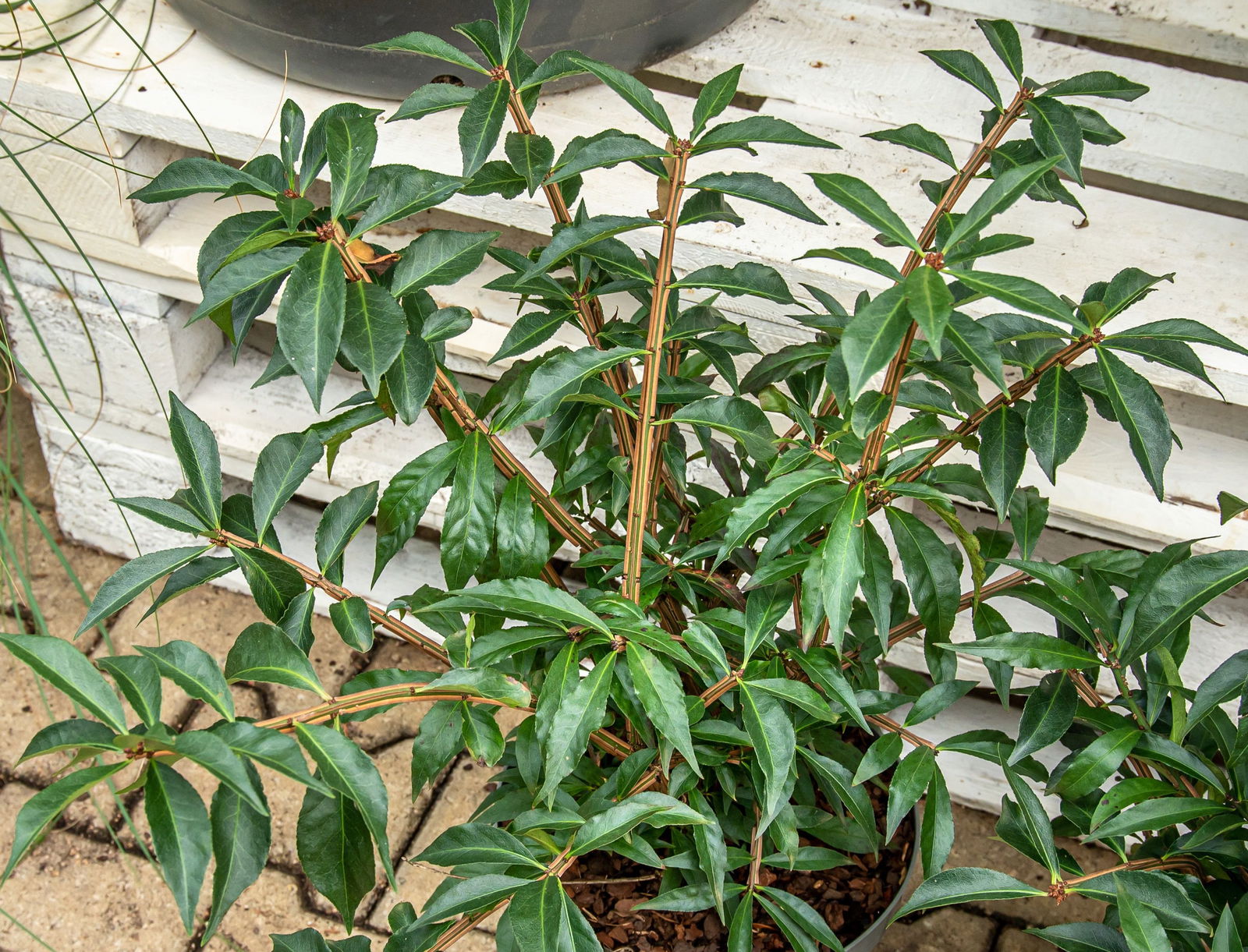 Korkflügel-Strauch Blade Runner - Euonymus alatus Blade Runner günstig ...