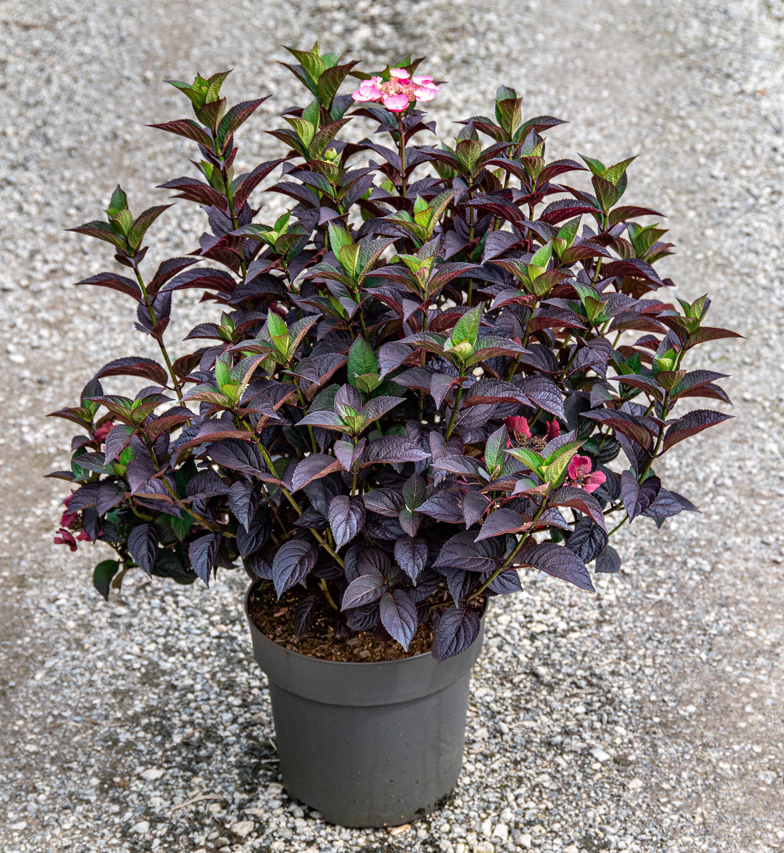 Tellerhortensie Daredevil® - Hydrangea serrata Daredevil® günstig kaufen